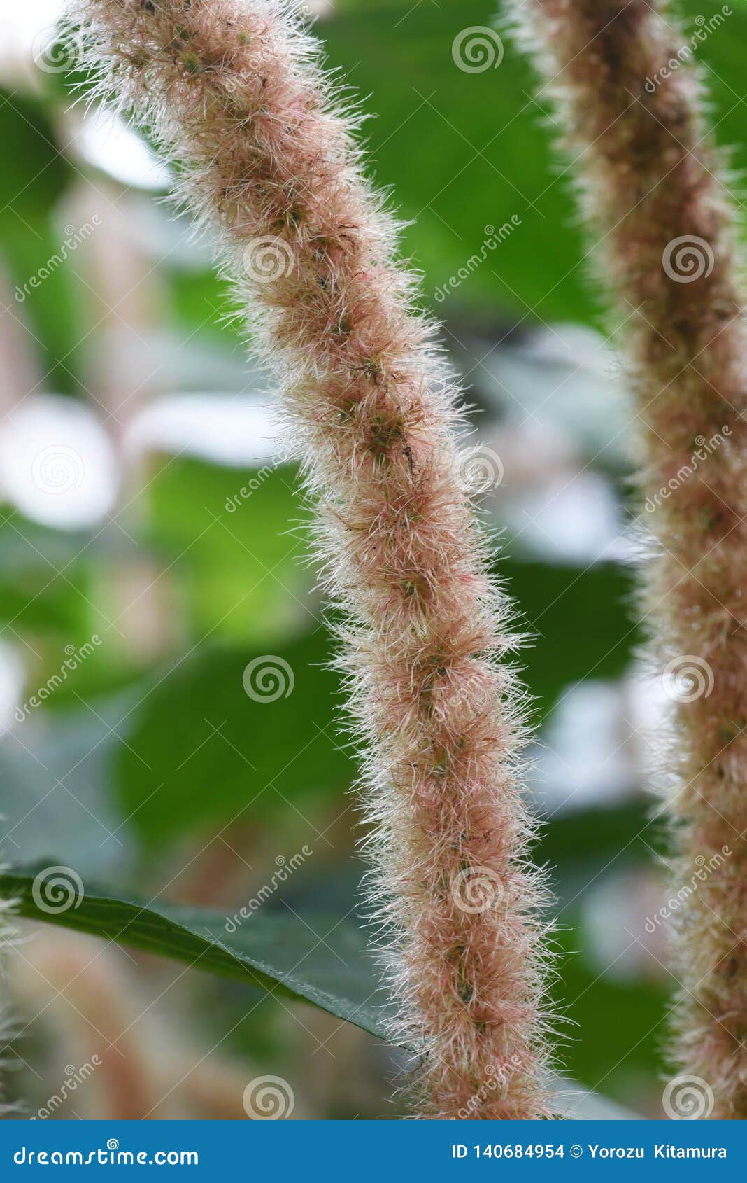 White chenille plant stock photo. Image of nature, shrub - 140684954