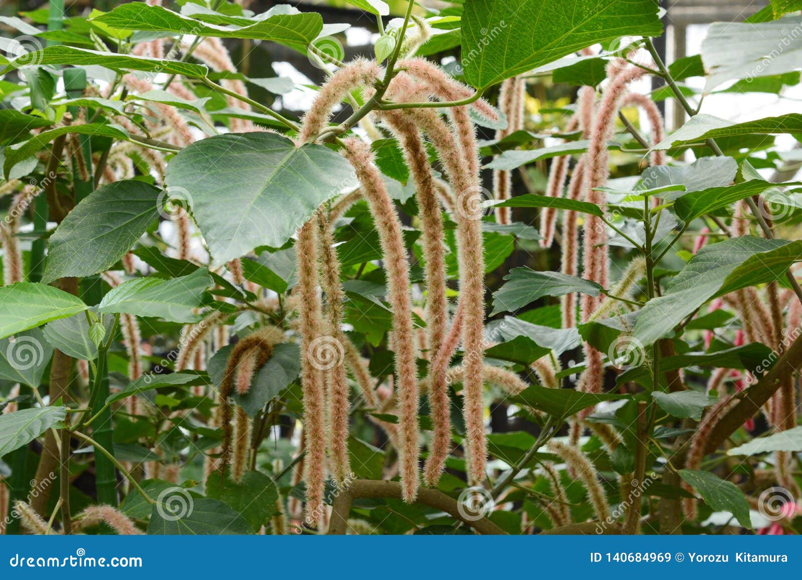 White chenille plant stock image. Image of philippines - 140684969