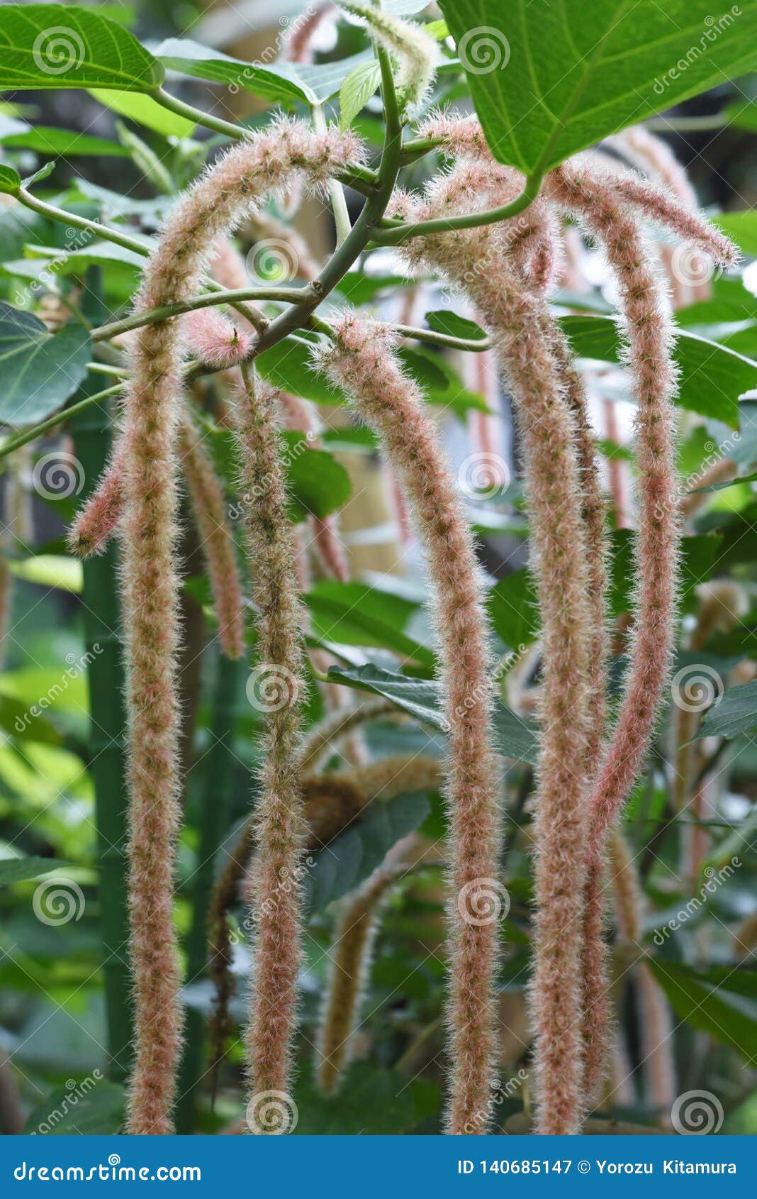 White chenille plant stock image. Image of medusa, ornamental - 140685147