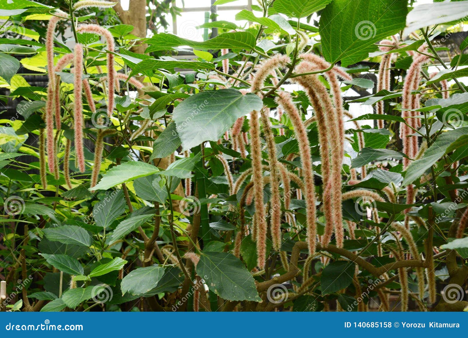 White chenille plant stock photo. Image of natural, plant - 140685158