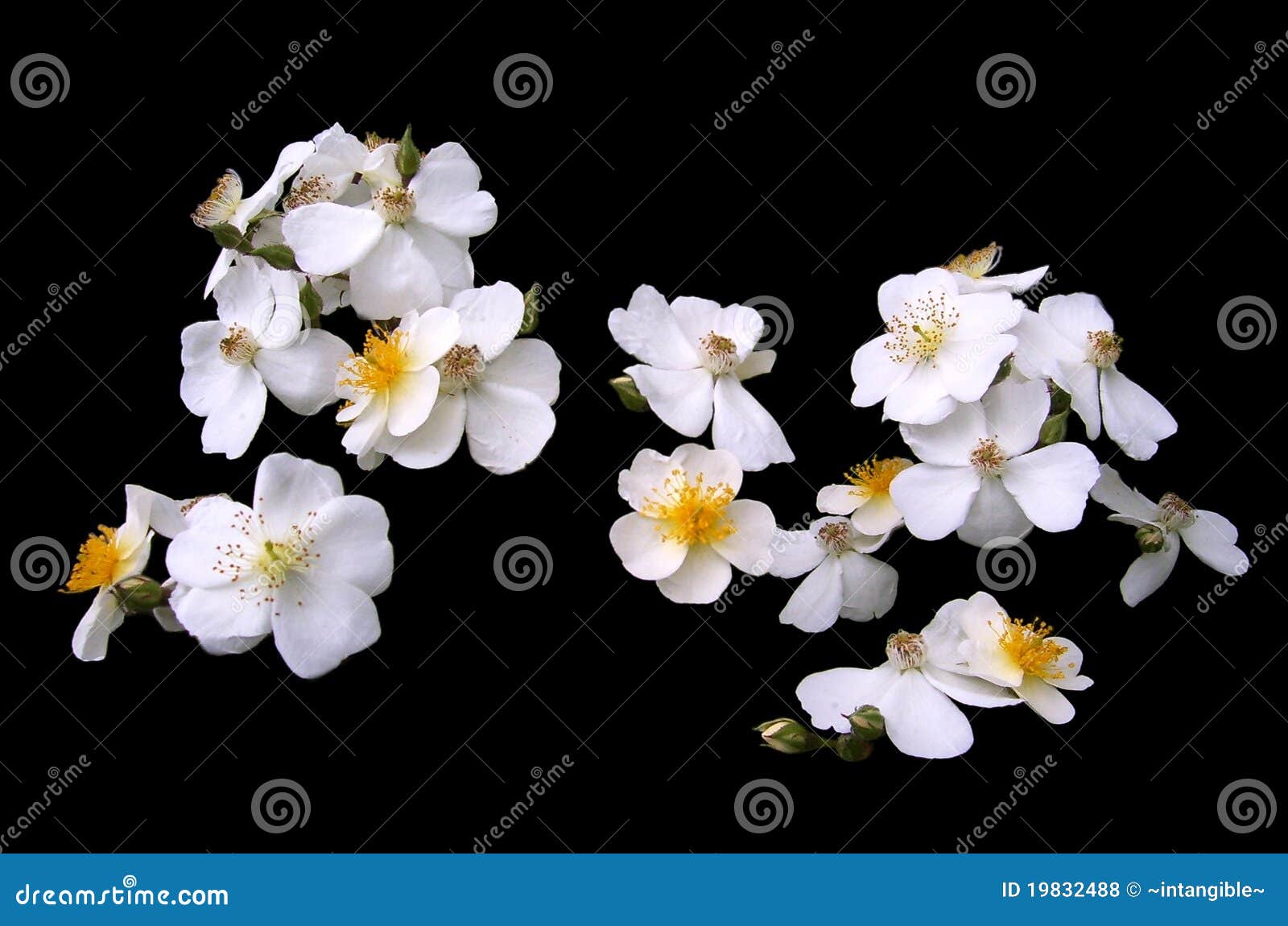 White Cherokee Roses stock photo. Image of cherokee, flower - 19832488