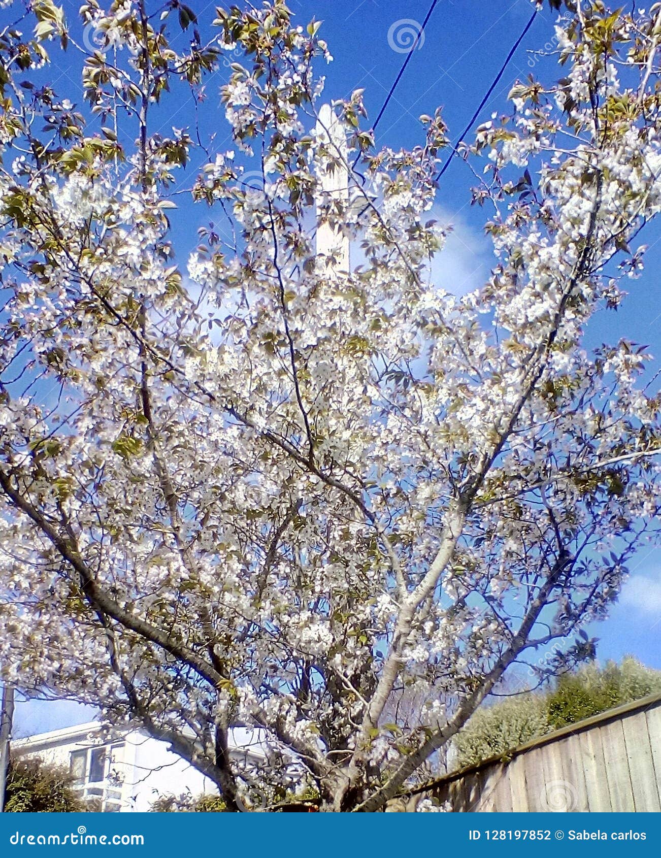 White Cherry blossom tree stock photo. Image of cherry - 128197852