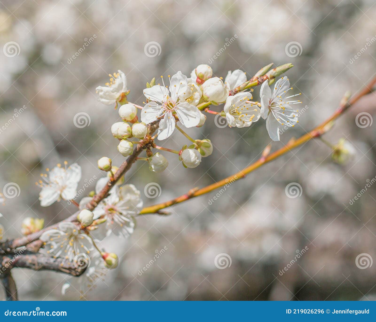 White Cherry Blossoms on Branches Stock Photo - Image of country, bloom ...