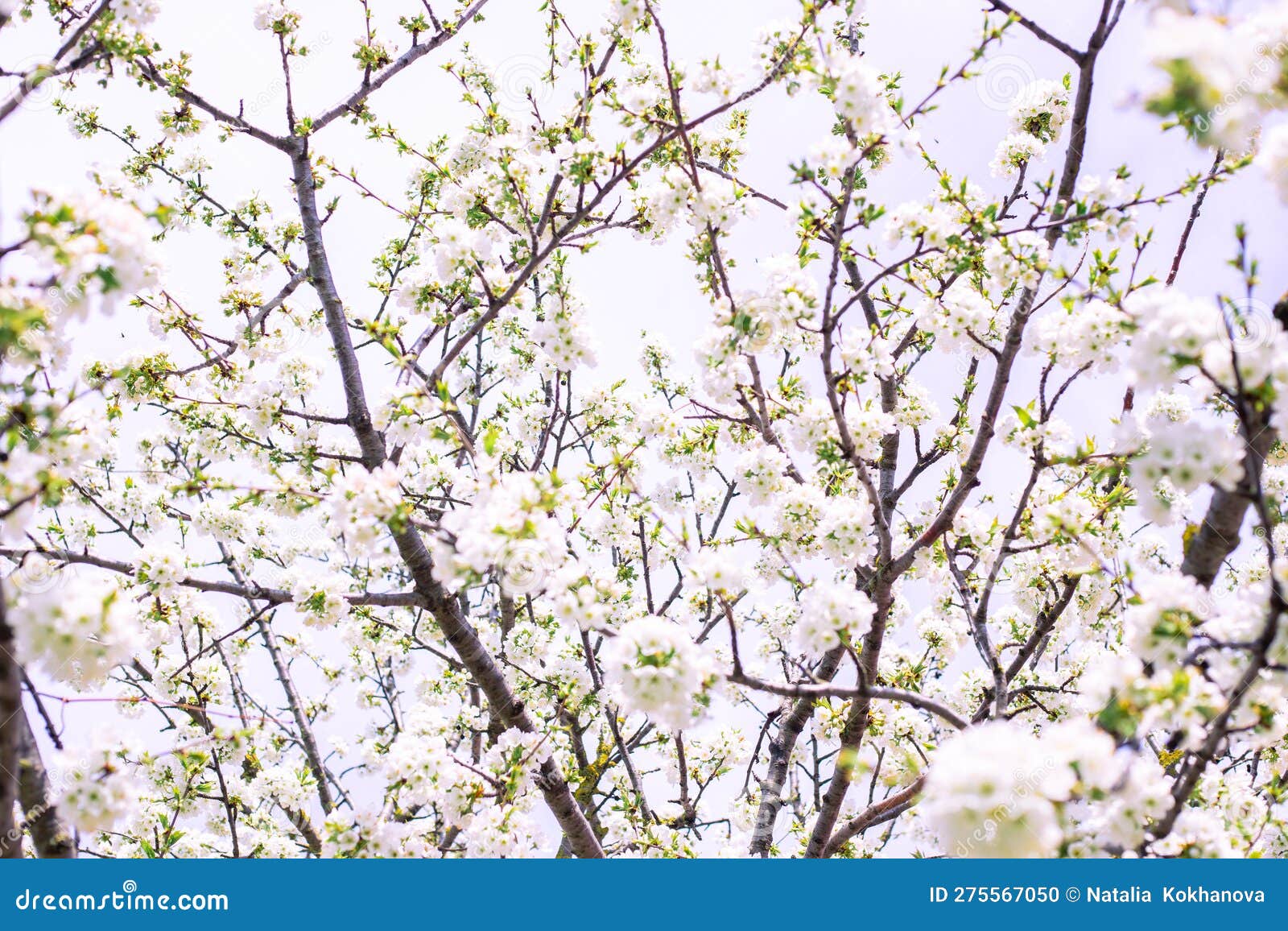 White Cherry Blossoms on Tree Branches on a Spring Day. Orchard ...
