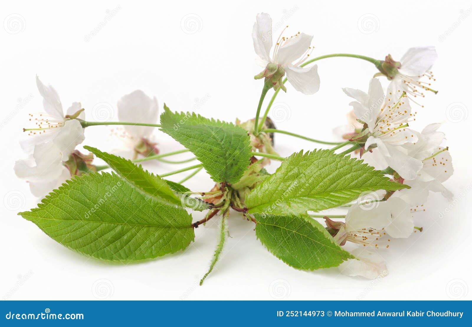 White cherry flower stock image. Image of japan, april - 252144973