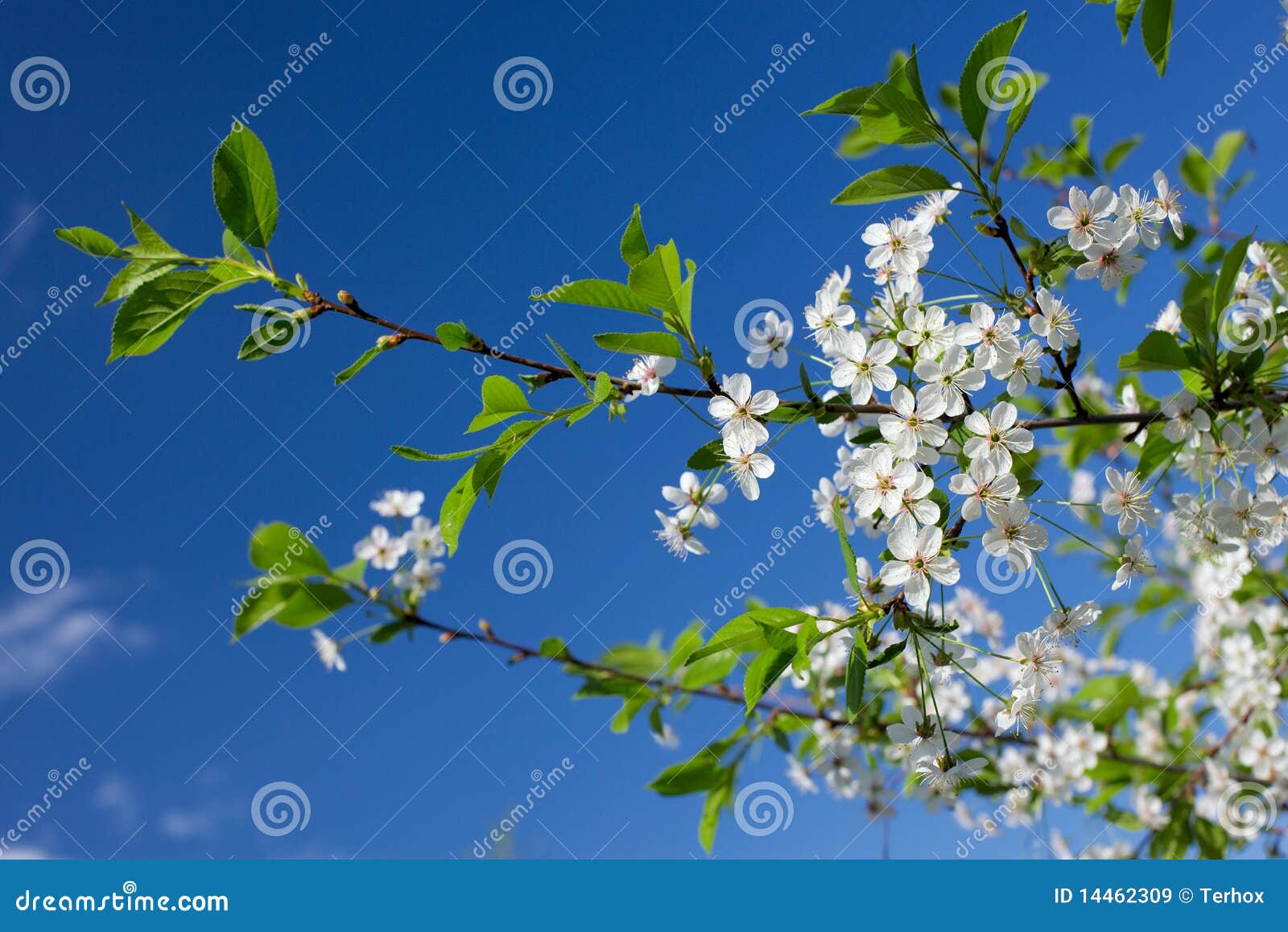 White Cherry Flowers stock image. Image of blue, delicate - 14462309