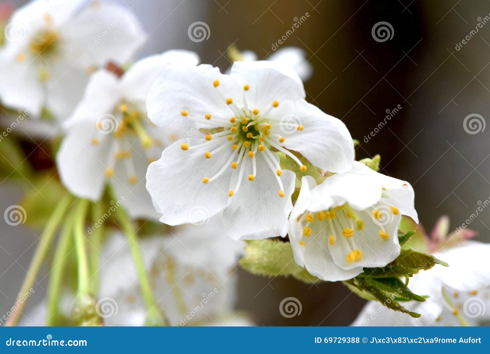 White cherry stock photo. Image of garden, cherry, white - 69729388