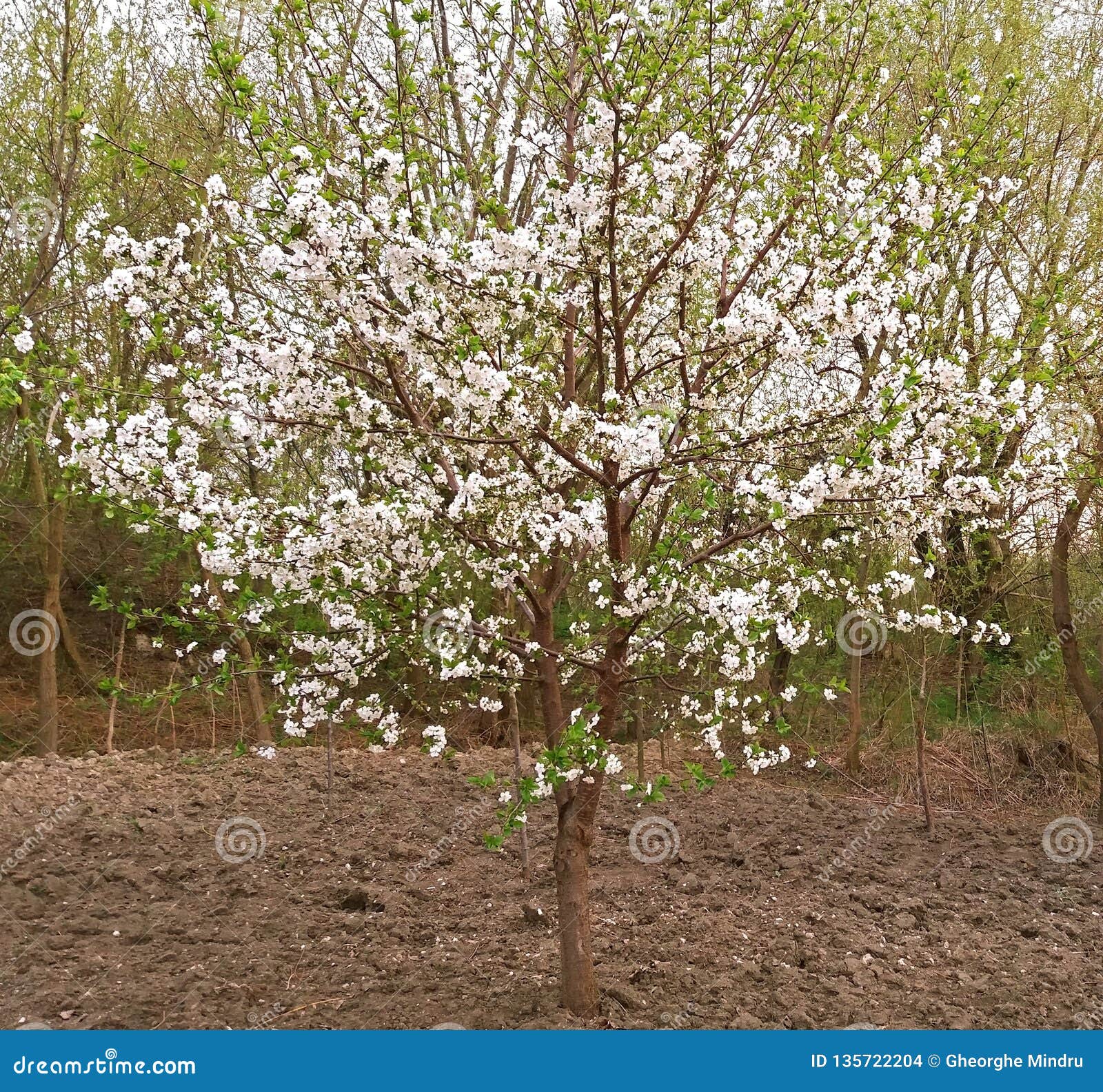White Cherry Tree Blooming Beautiful, Spring Time Stock Photo - Image ...