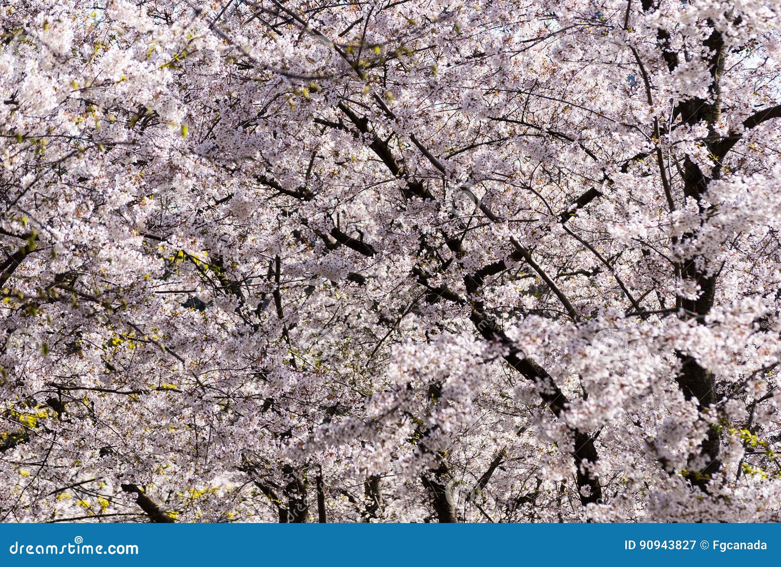 White Cherry Trees in Full Bloom on the Sunny Spring Day. Stock Image ...