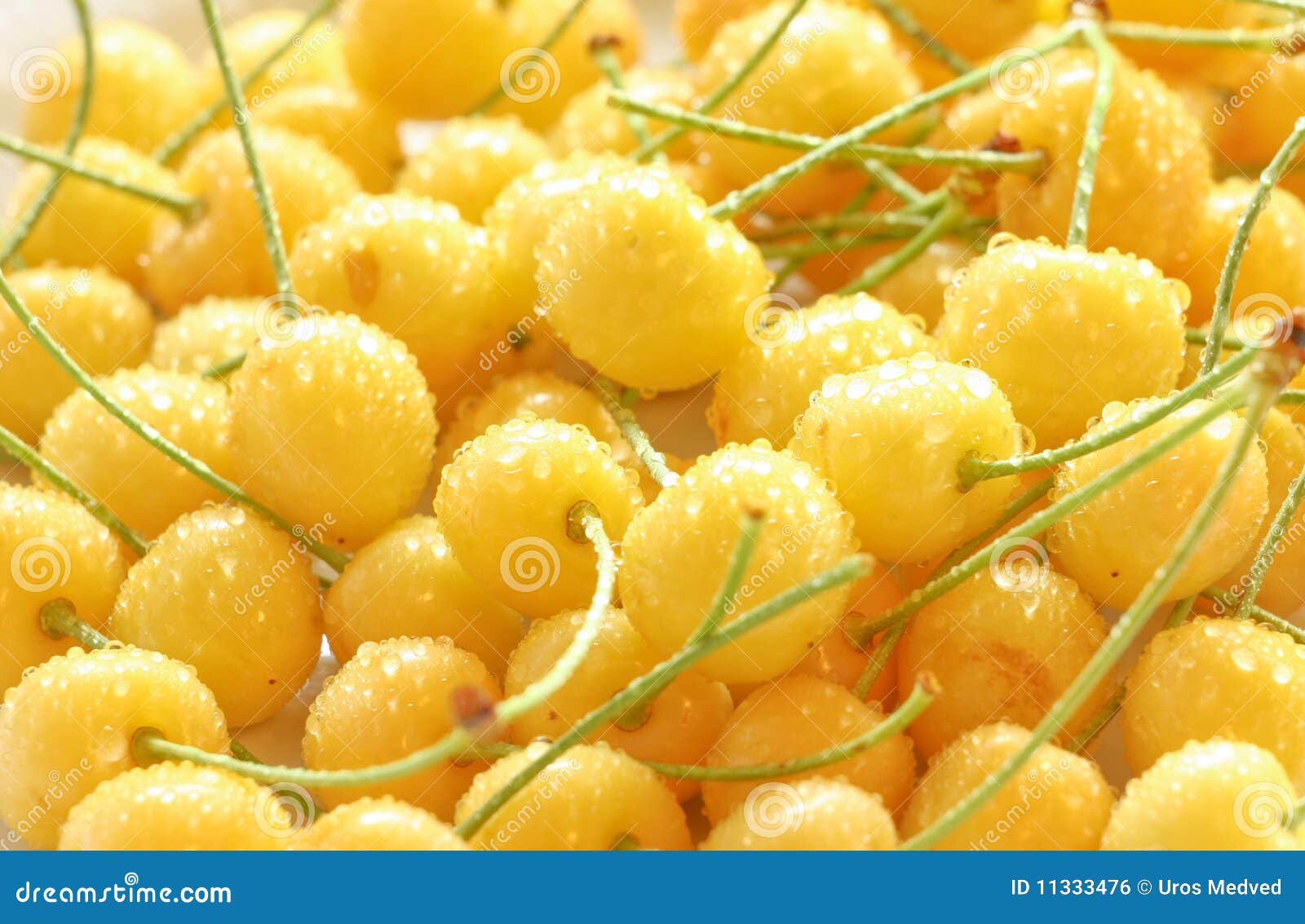 White cherrys stock photo. Image of garden, healthy, beautiful - 11333476