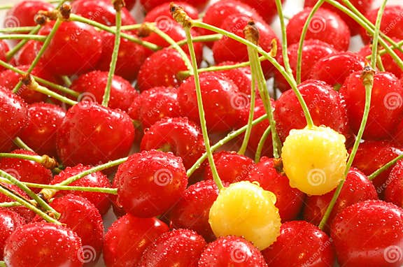 White cherrys stock photo. Image of ingredient, mature - 11333770