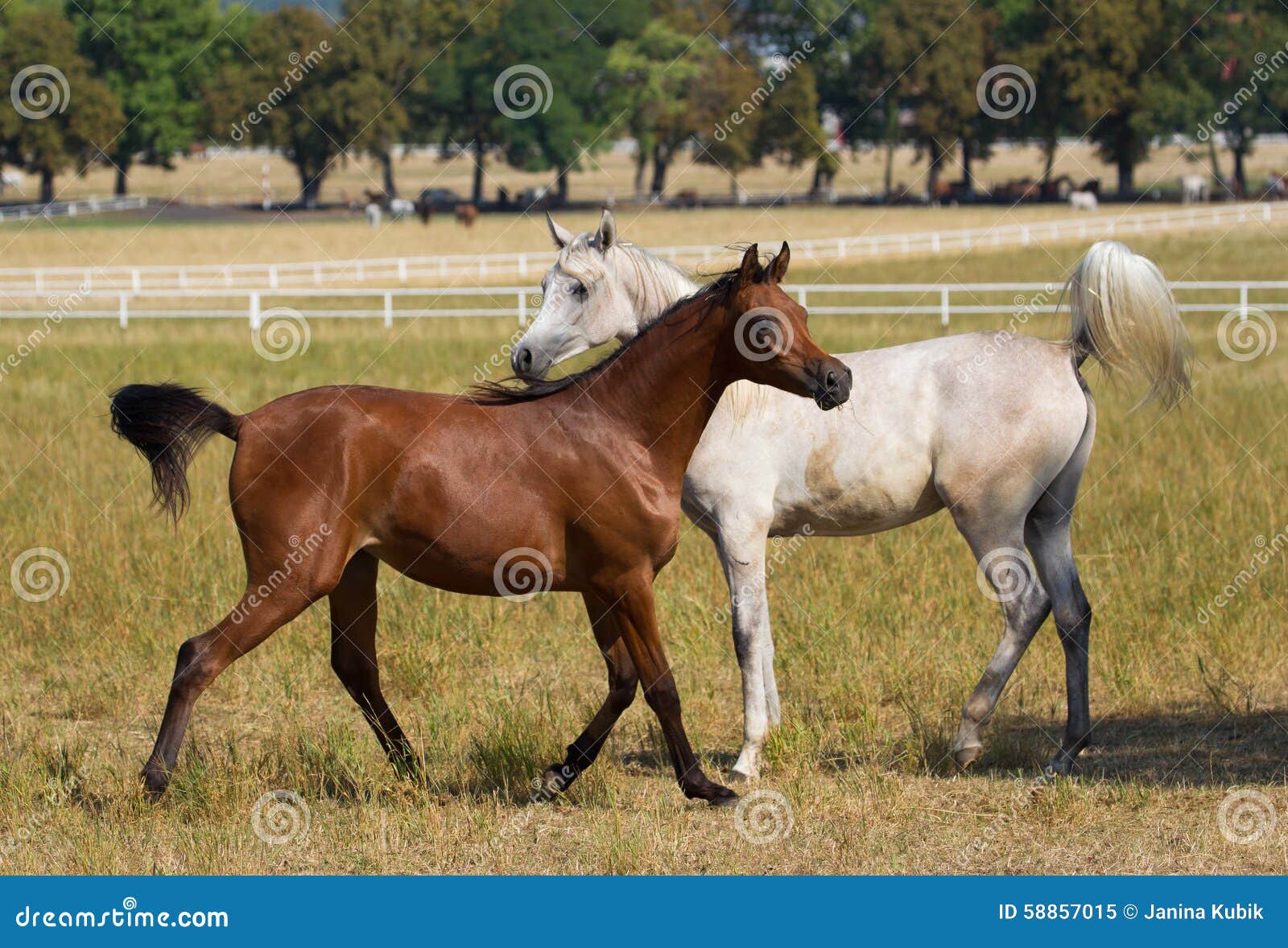 White and Chesnut Arabian Horses Stock Image - Image of gray, morning ... White and Chesnut Arabian Horses Stock Image - Image of gray, morning ...