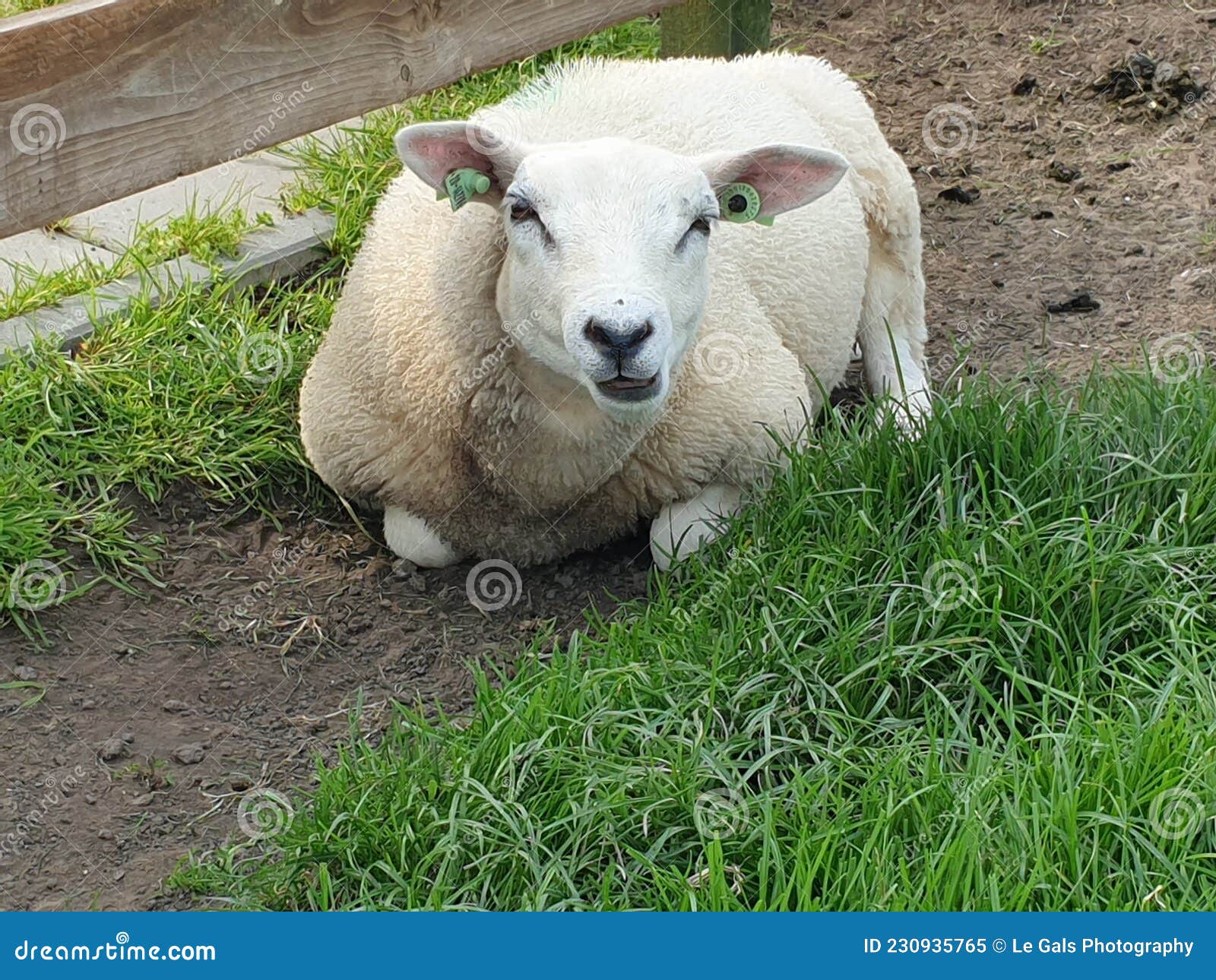 Chewing Sheep Looking into the Camera Stock Image - Image of herd ...