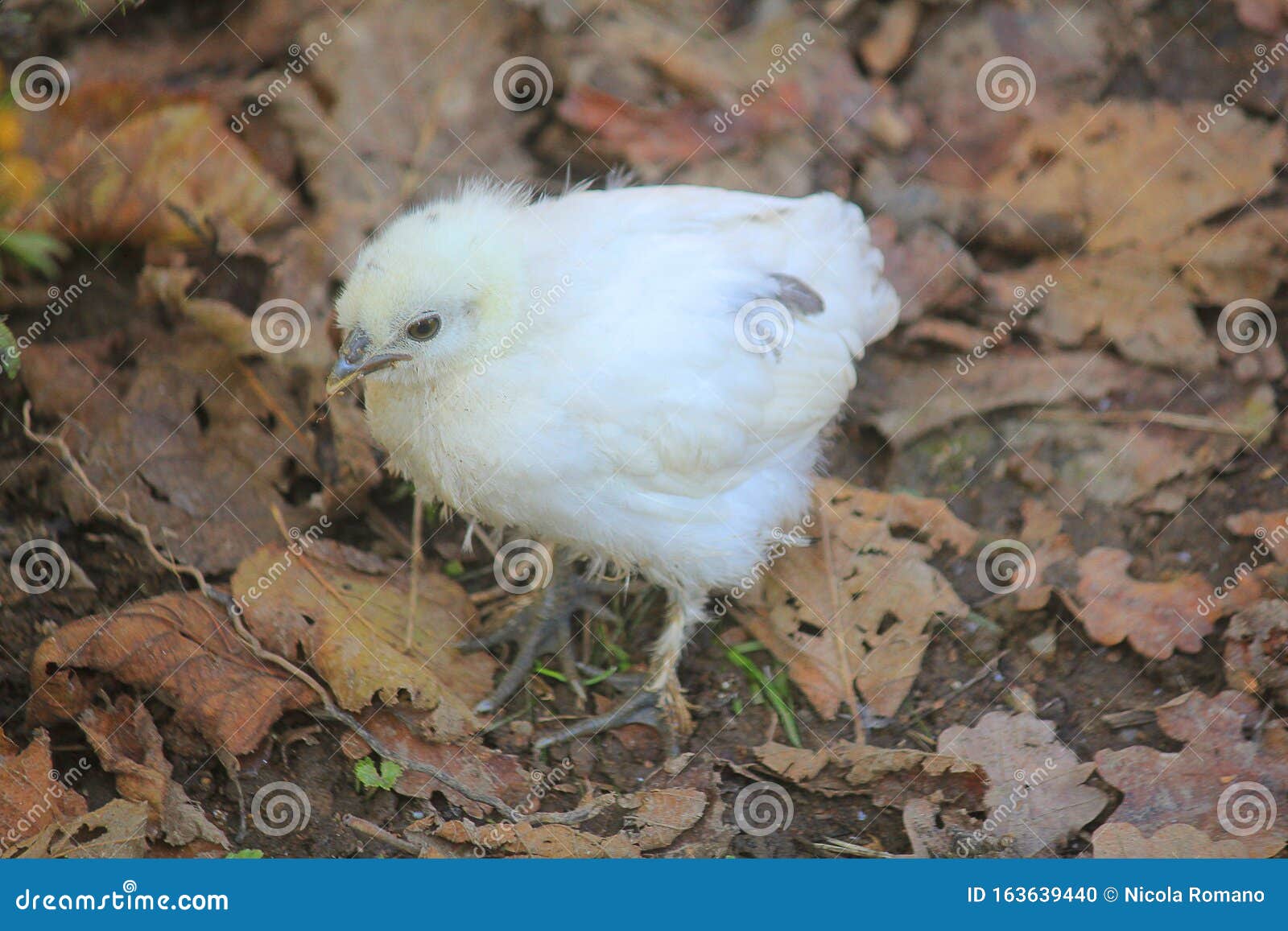 White Chick in the Field of the Farm Stock Photo - Image of field, beak ...