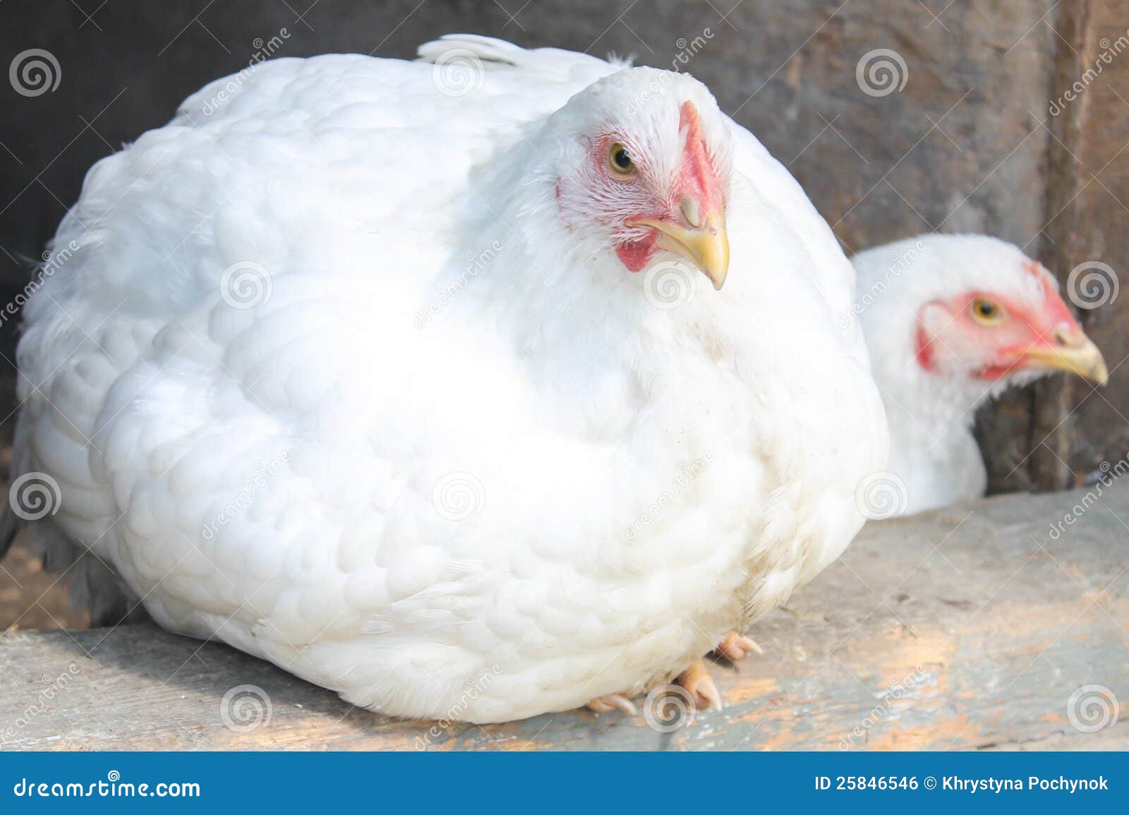 White Chicken stock photo. Image of bird, animal, pets - 25846546