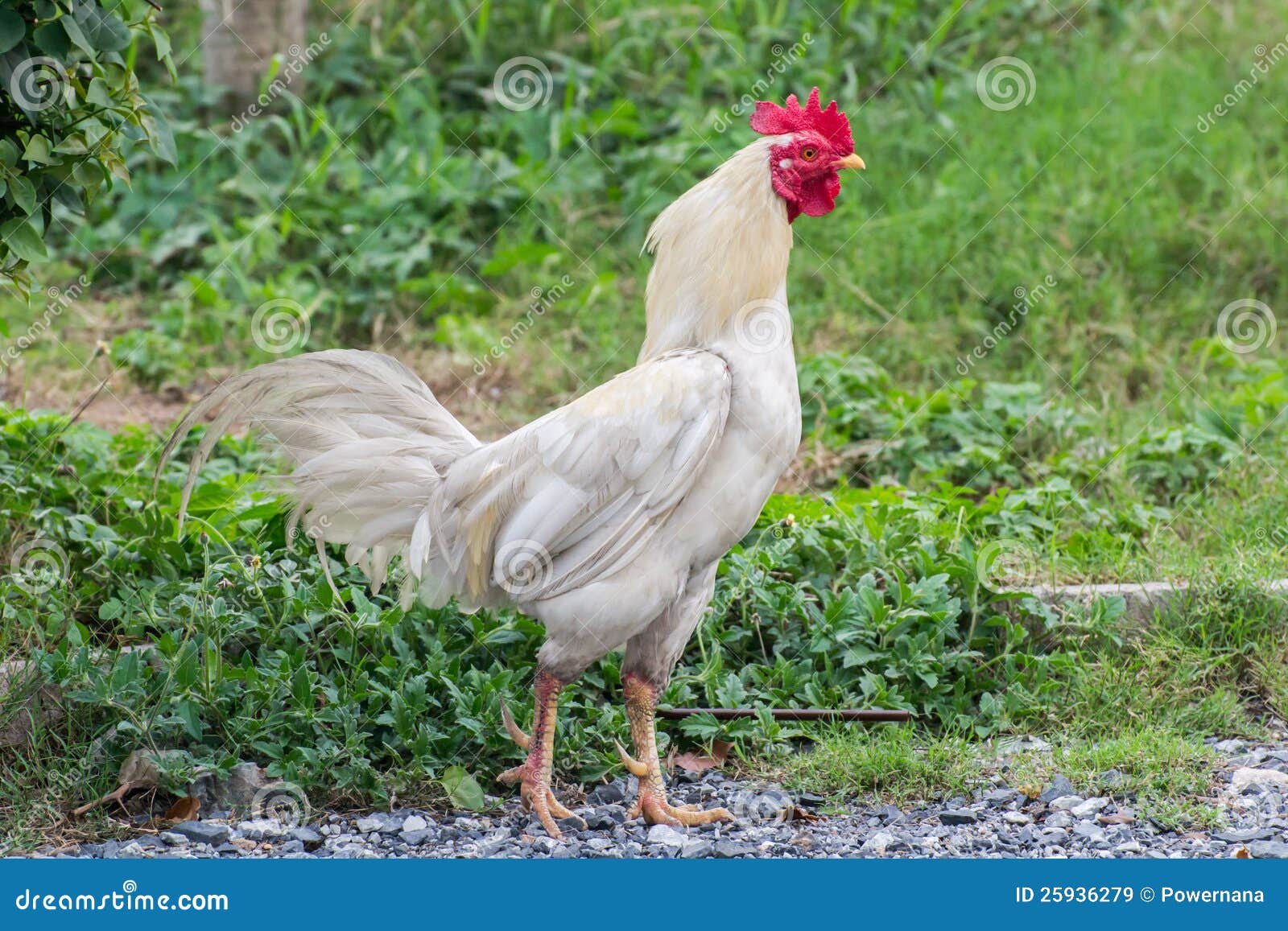 White Chicken stock image. Image of cluck, feathers, chicken - 25936279