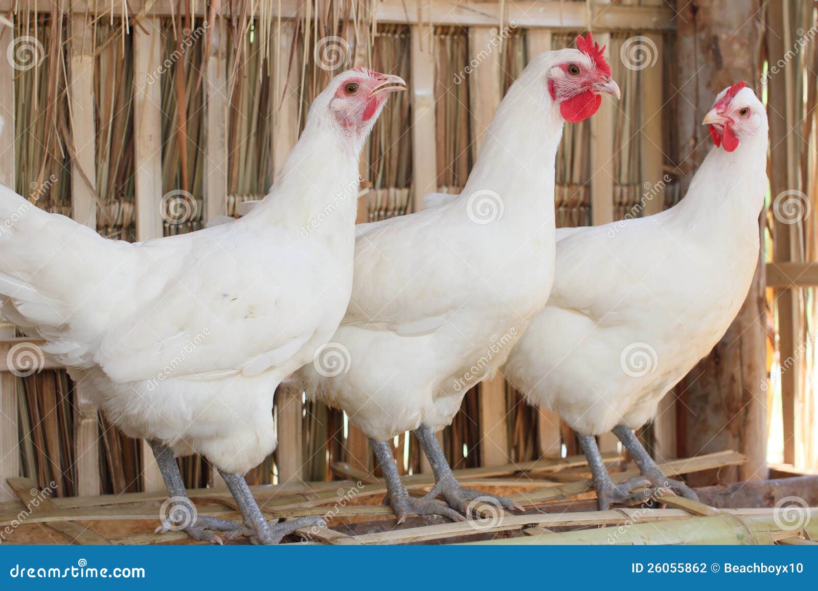 White chicken. stock photo. Image of life, cluck, bird - 26055862