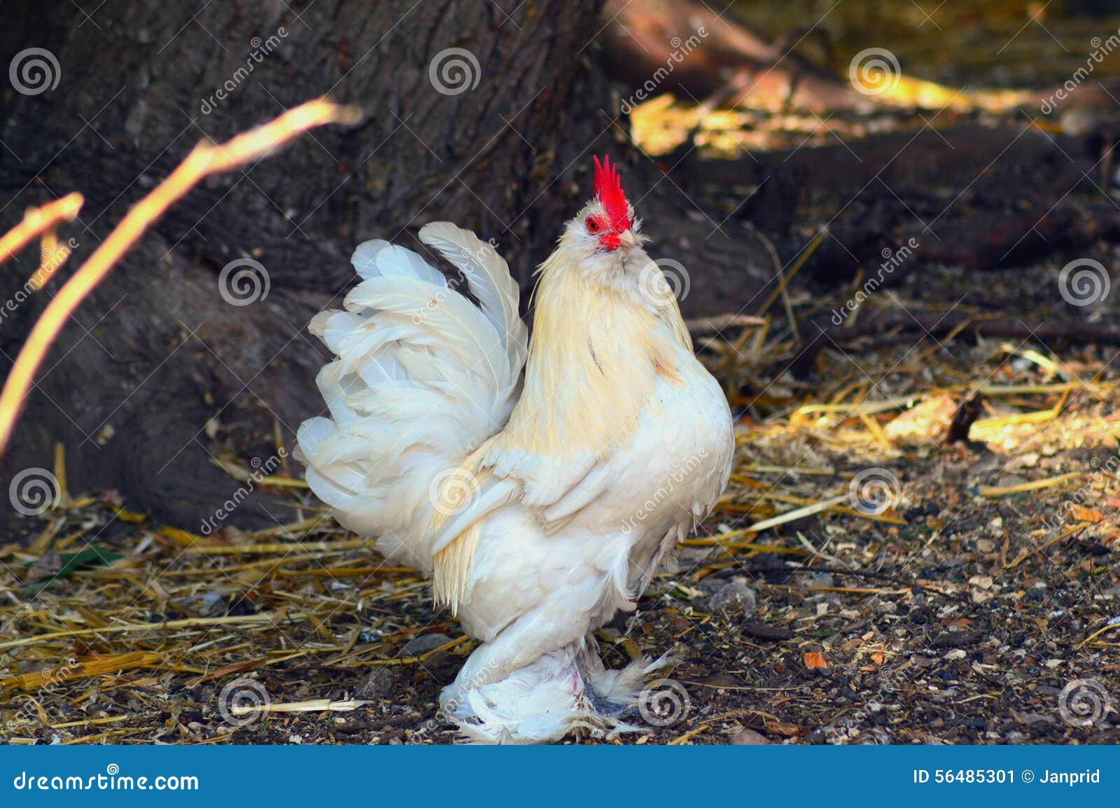 White Chicken - Booted Bantam Stock Image - Image of standing, feather ...