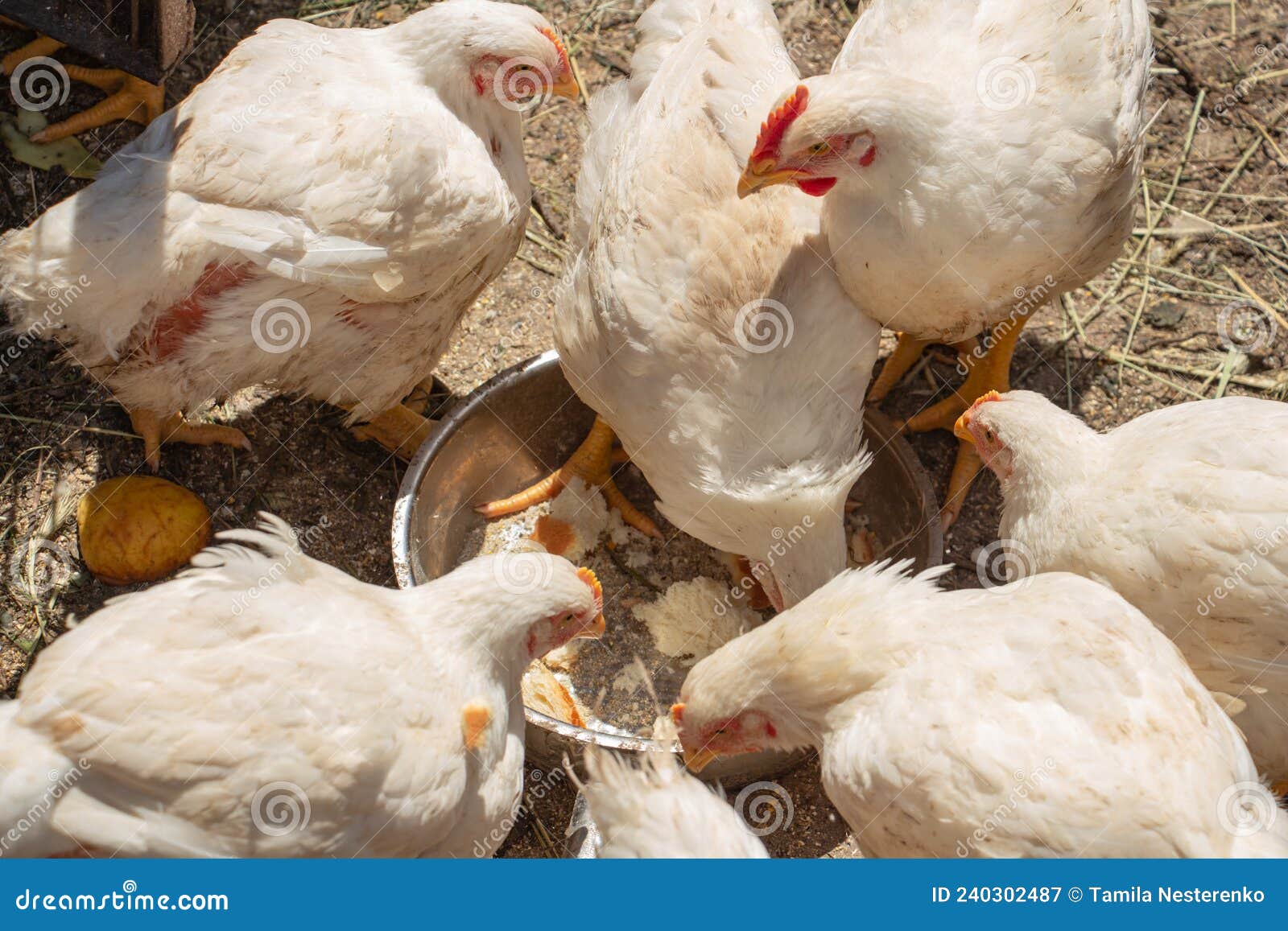 White Chicken Broilers in the Barnyard Eating Bread, Farm Poultry Stock ...