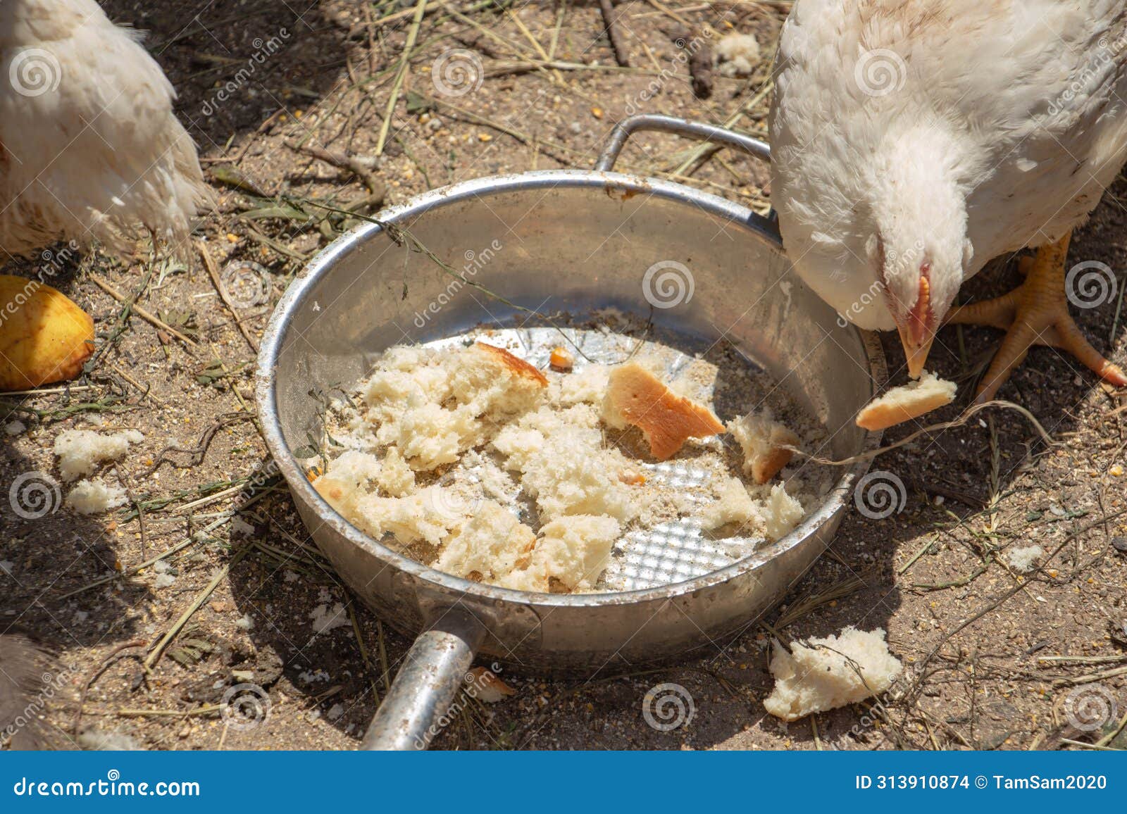 White Chicken Broilers in the Barnyard Eating Bread, Farm Poultry Stock ...