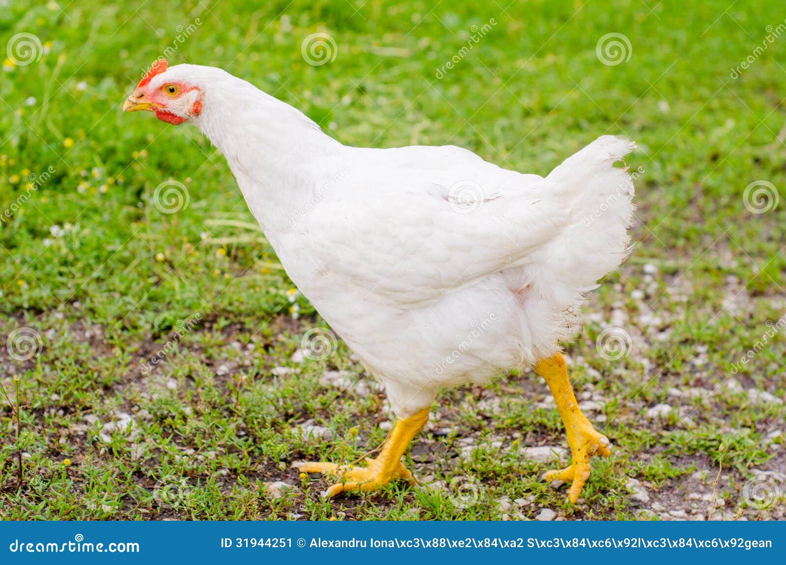 White chicken stock image. Image of country, nature, healthy - 31944251
