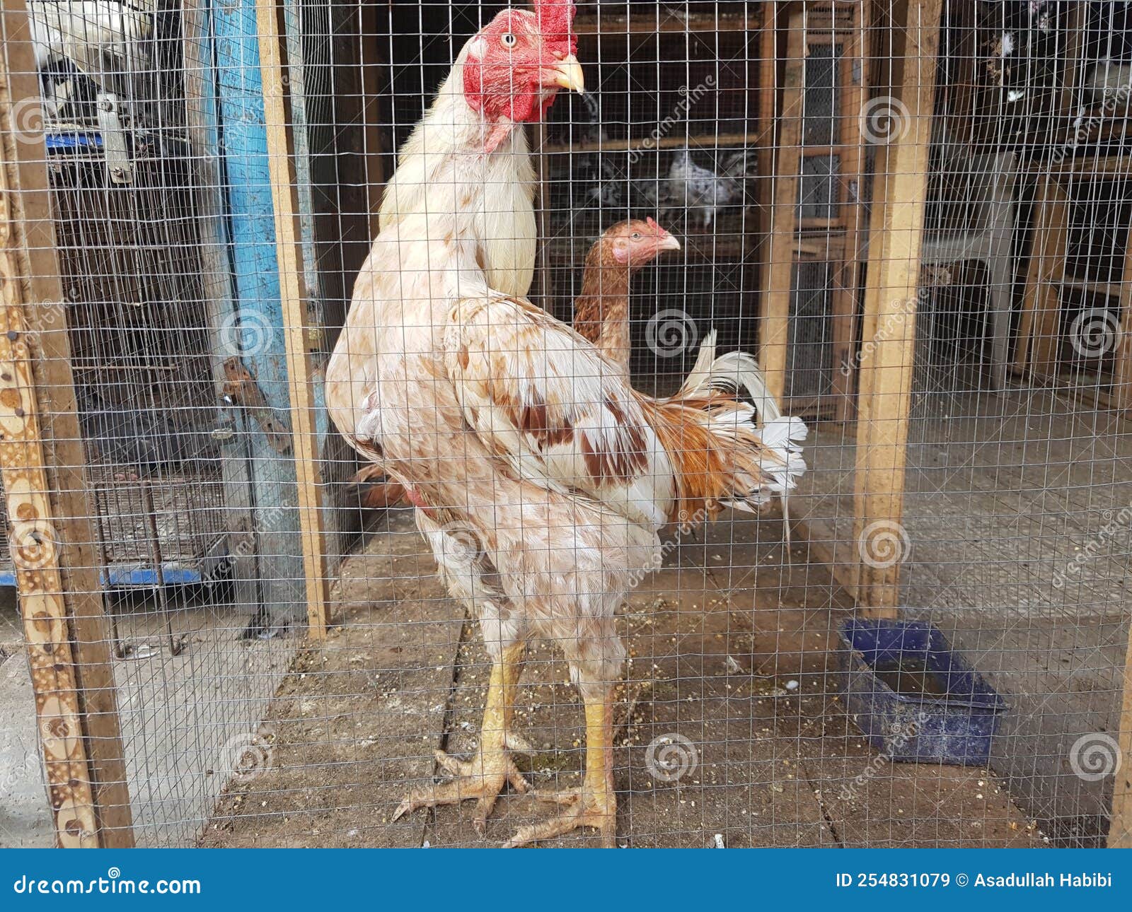 White Chicken in the Corral Stock Image - Image of parrot, goose: 254831079