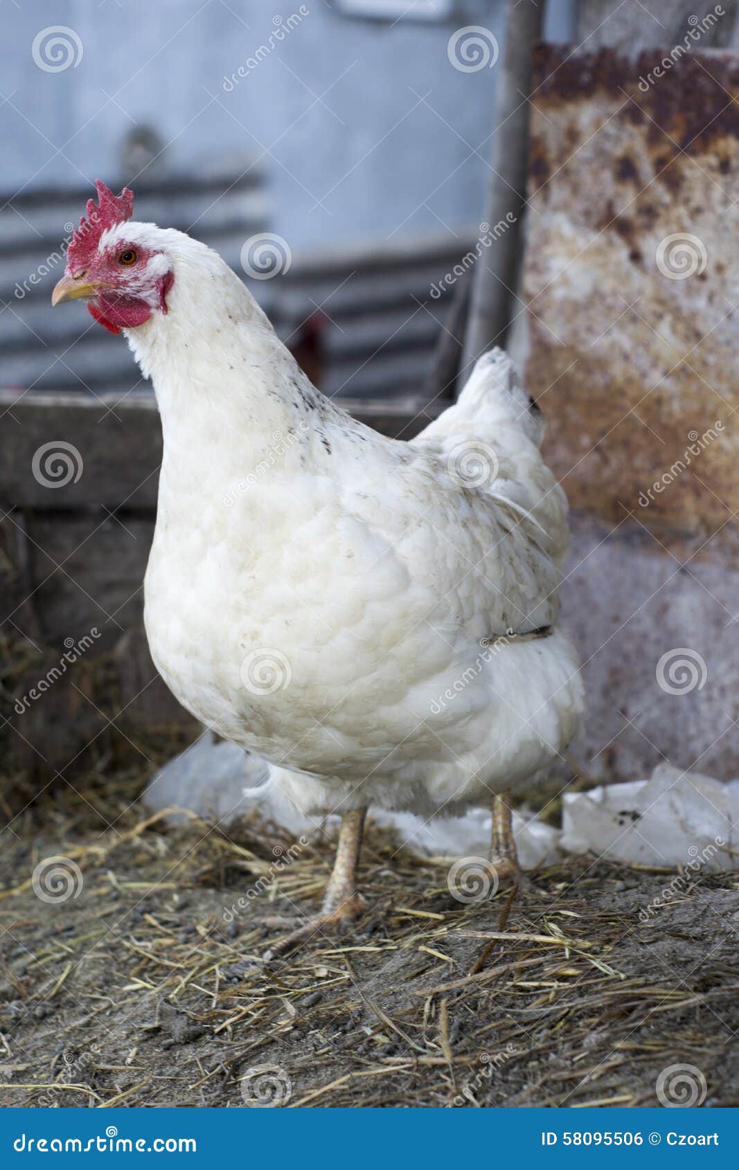 White chicken. stock photo. Image of countryside, look - 58095506