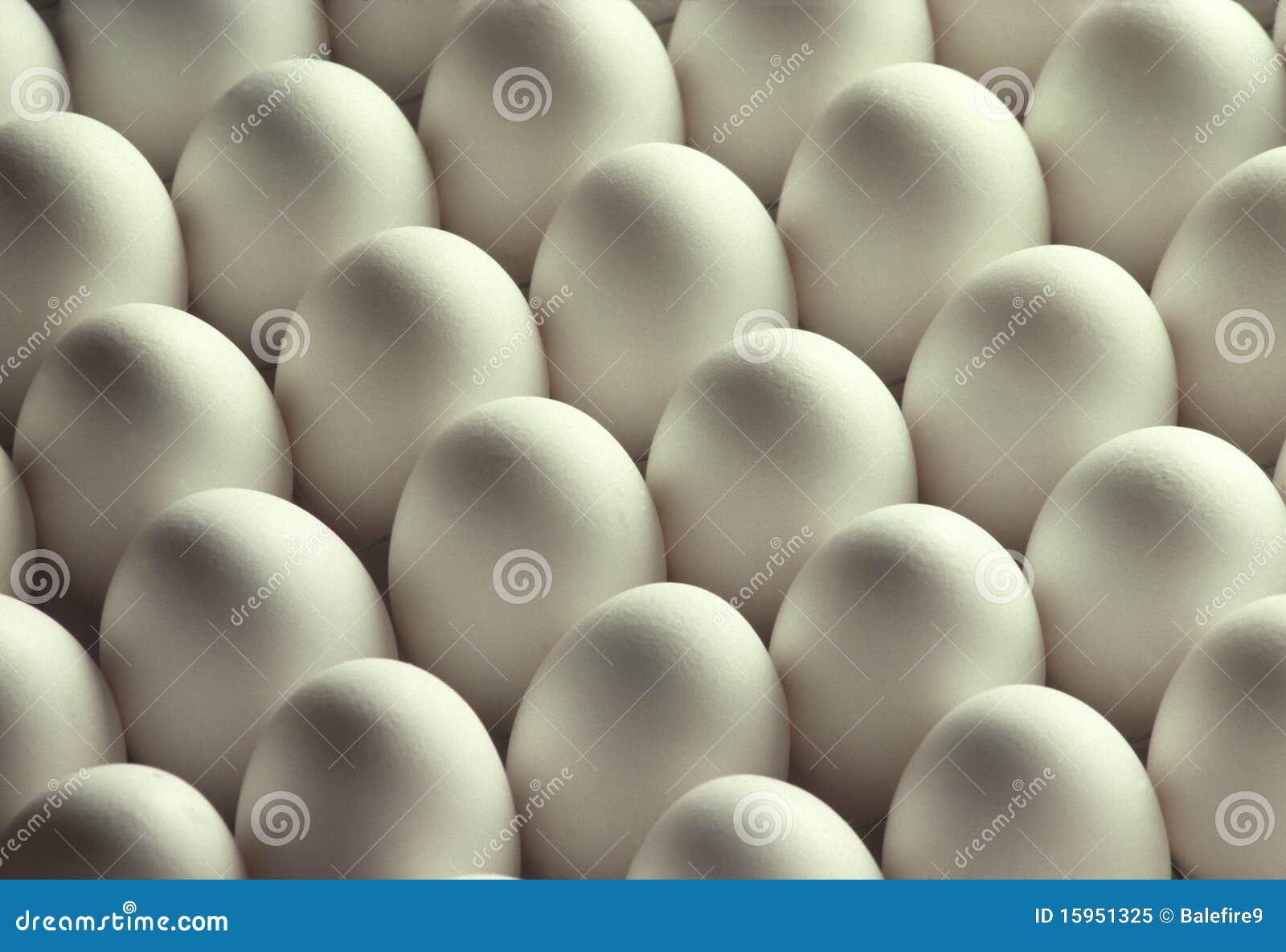 White Chicken Eggs stock image. Image of white, incubate - 15951325