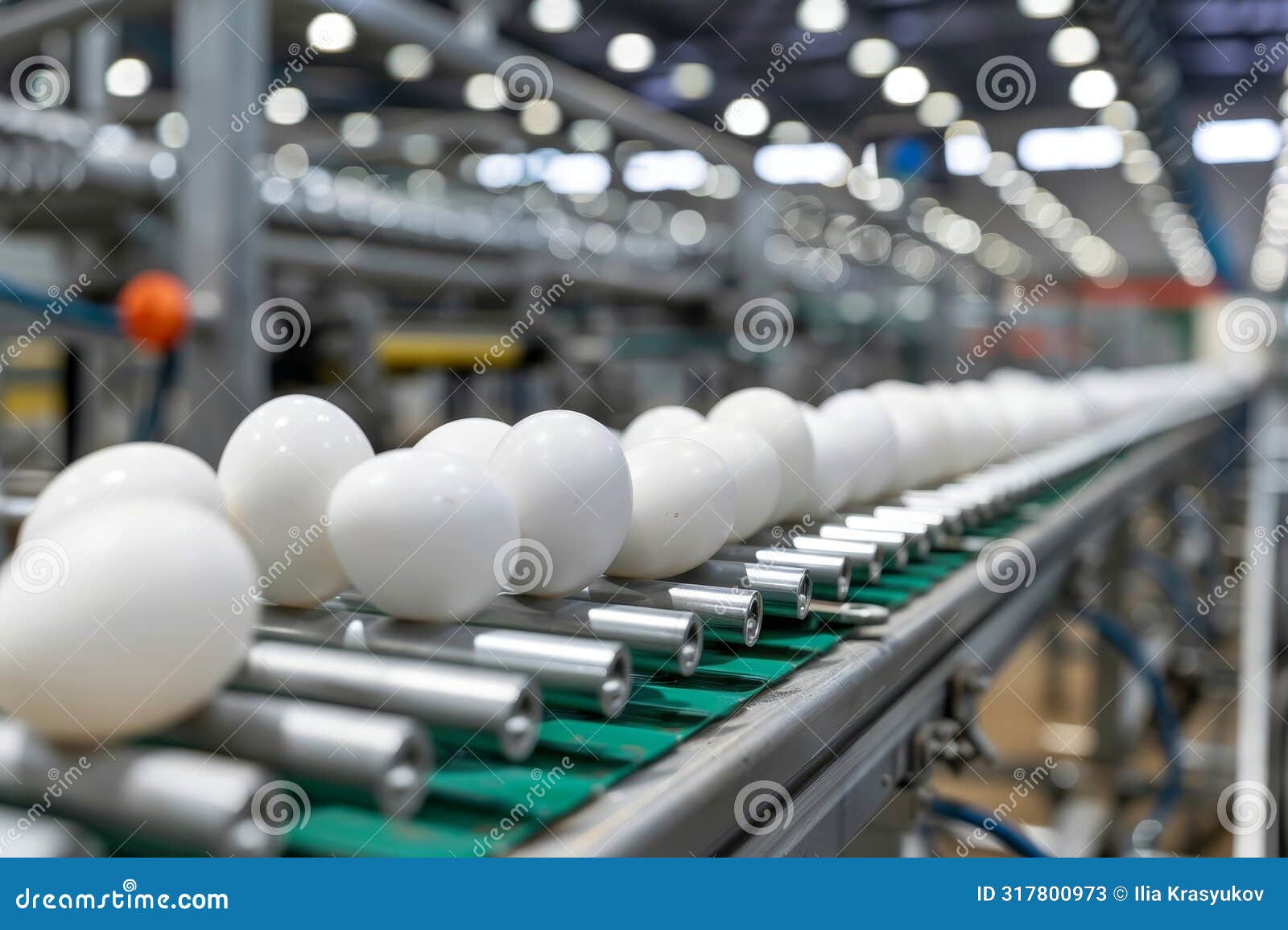 White Chicken Eggs Being Transported on Conveyor in Poultry Farm Egg ...