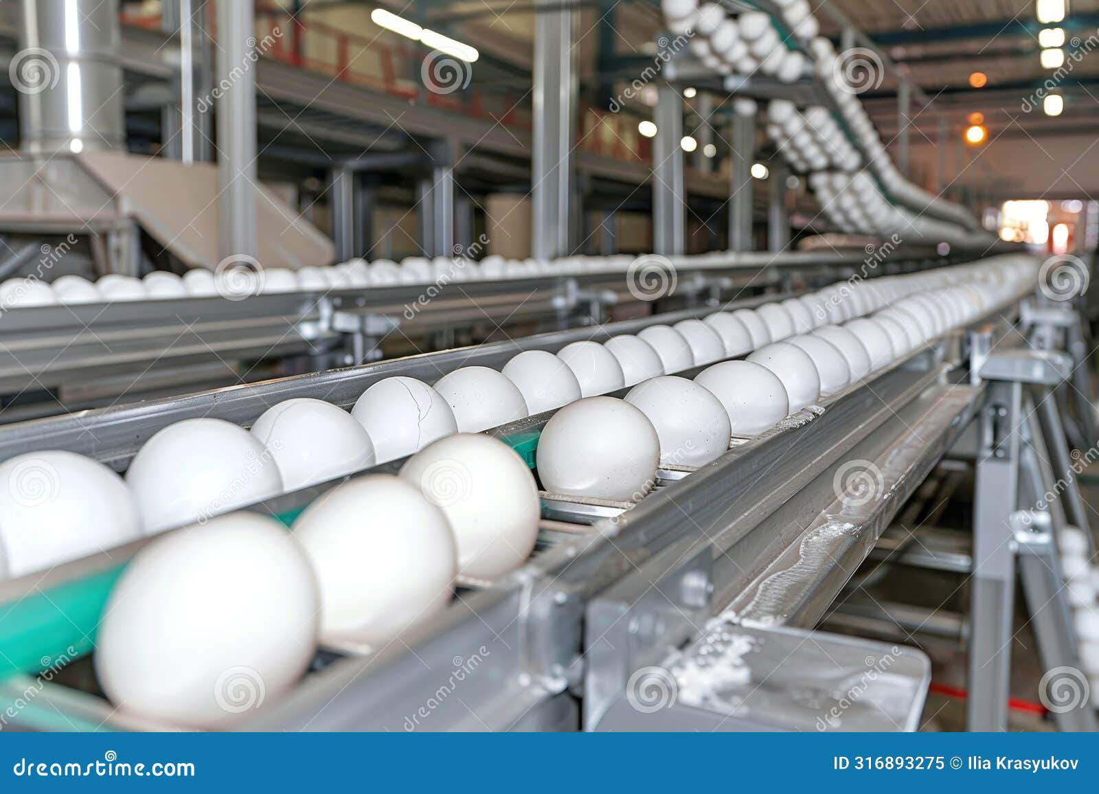 Modern Poultry Flock Thriving In Spacious Industrial Coop At Cutting ...