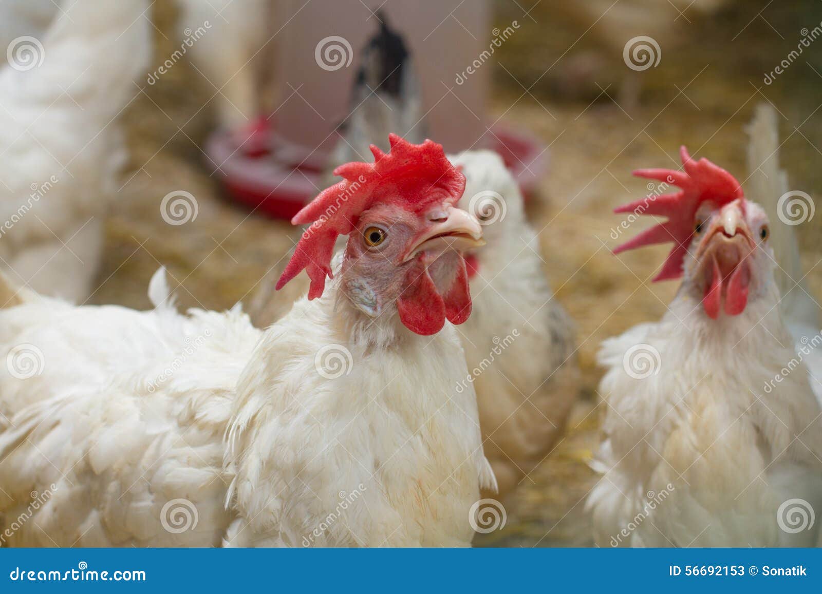 White chicken farm stock image. Image of cockerel, chicken - 56692153