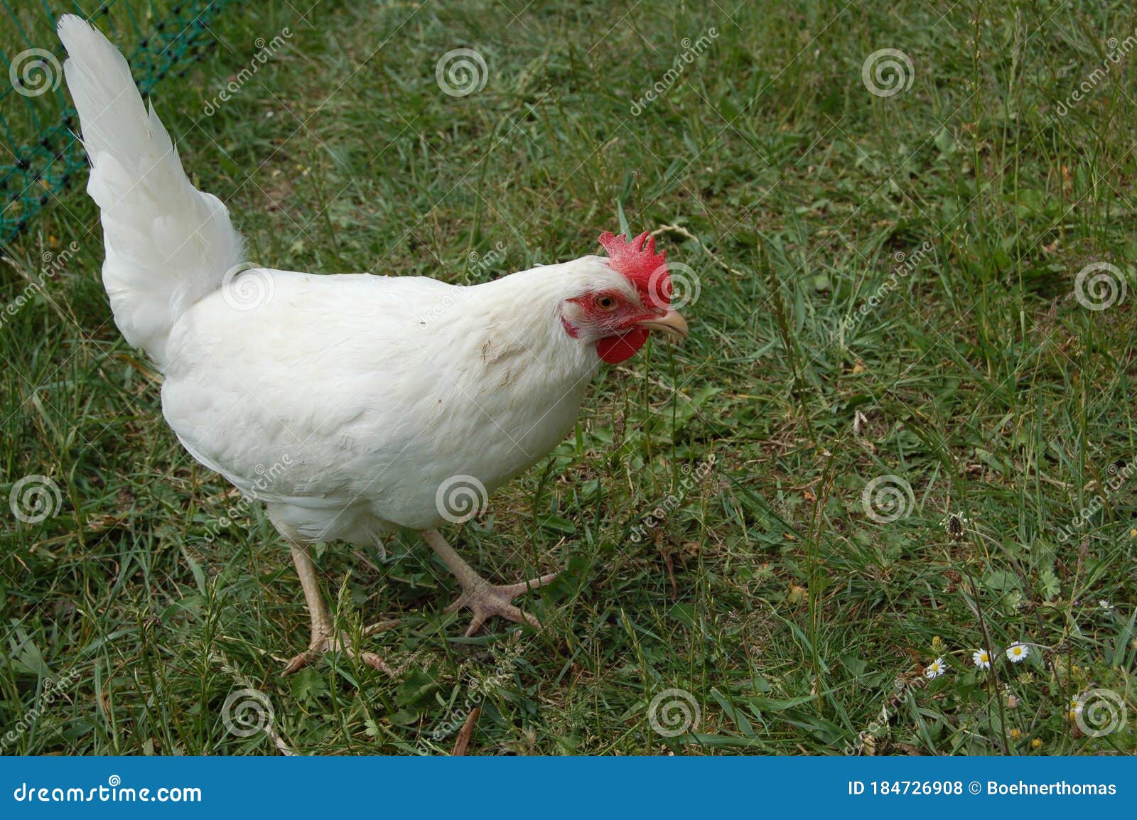 White chicken. stock photo. Image of fowls, farm, hens - 184726908