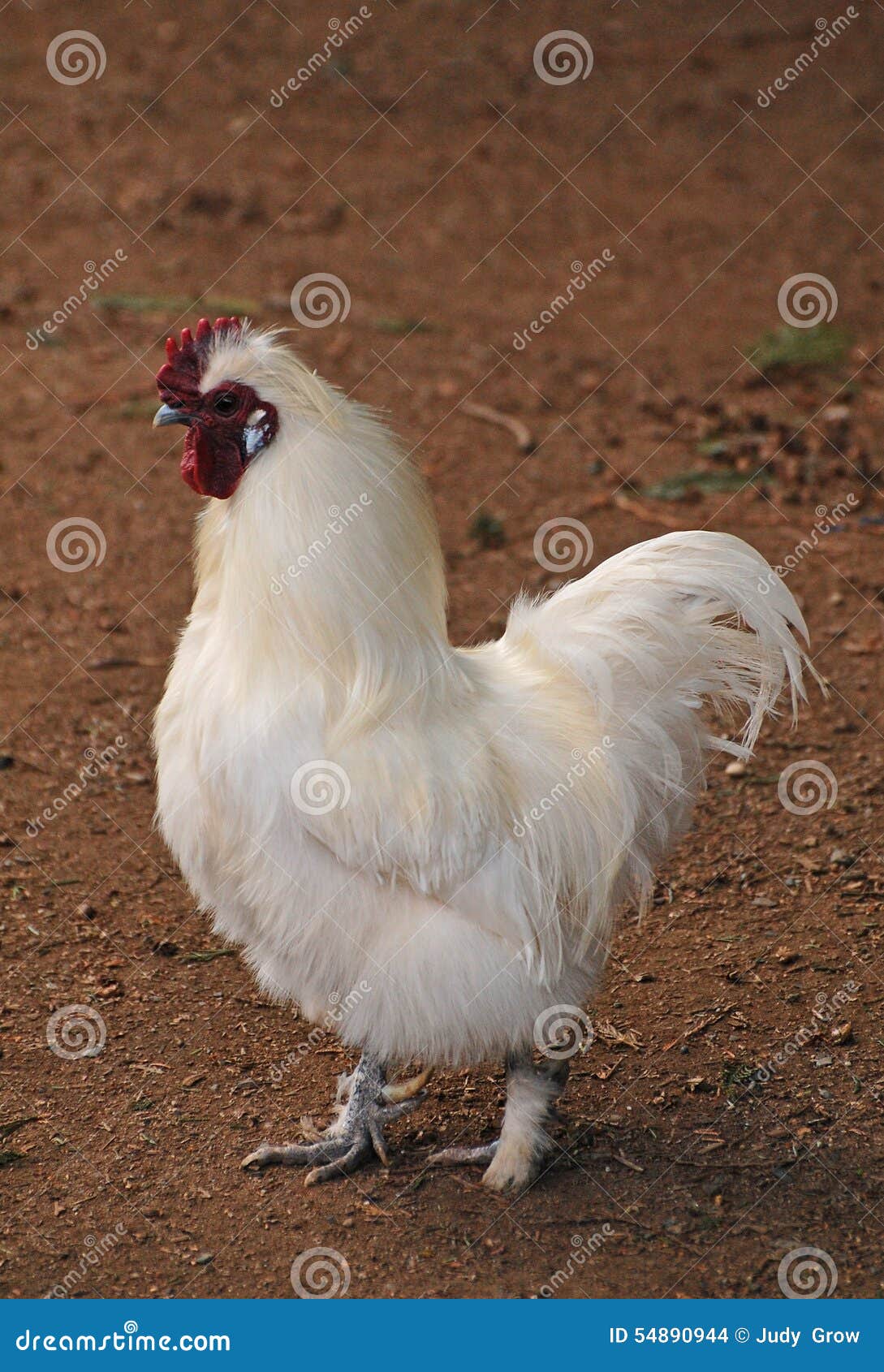 White Chicken with Feathered Legs Stock Photo - Image of farmyard ...
