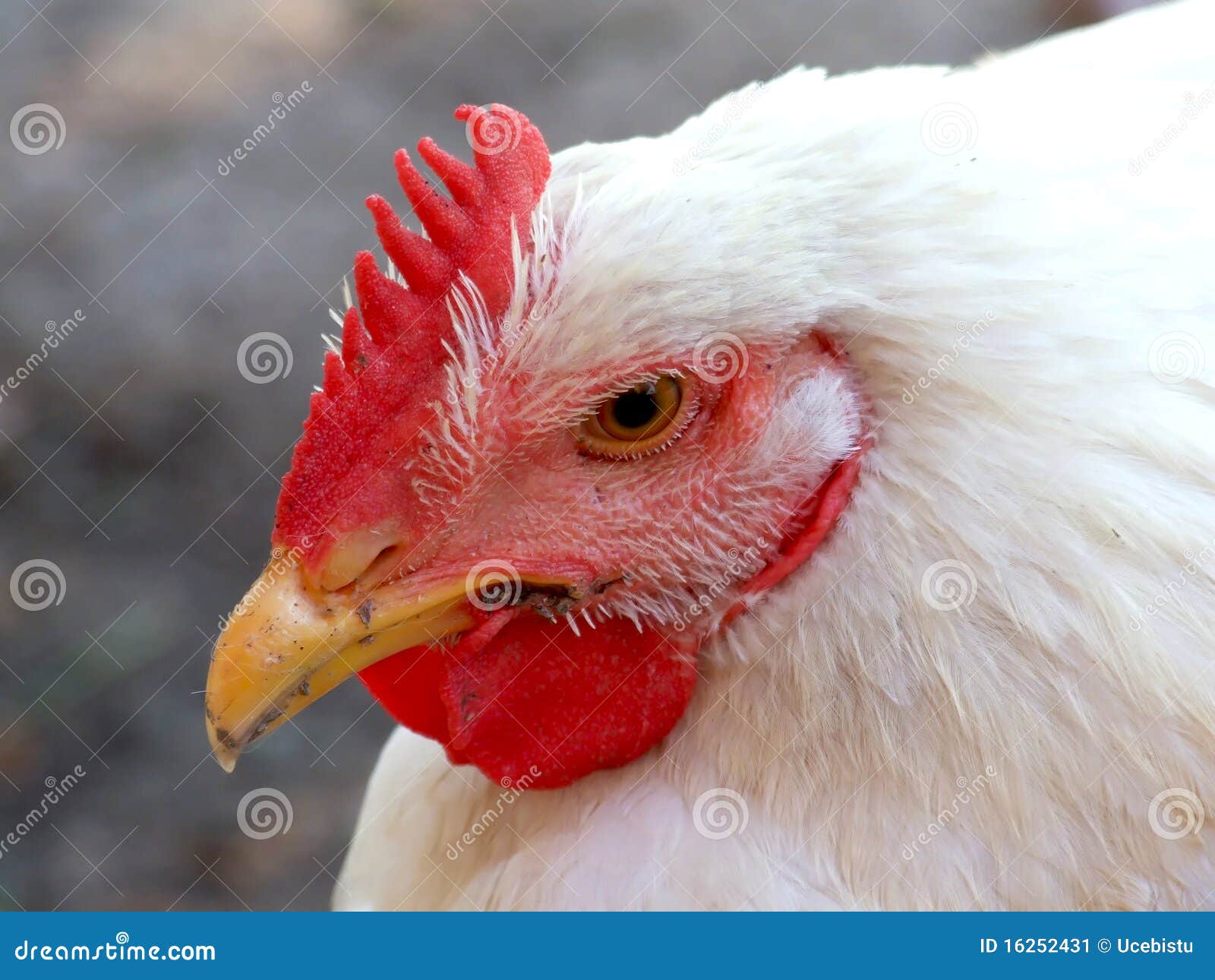 The Chicken Head Is Surprised, In Shock, Mouth And Eyes Open. Isolate ...