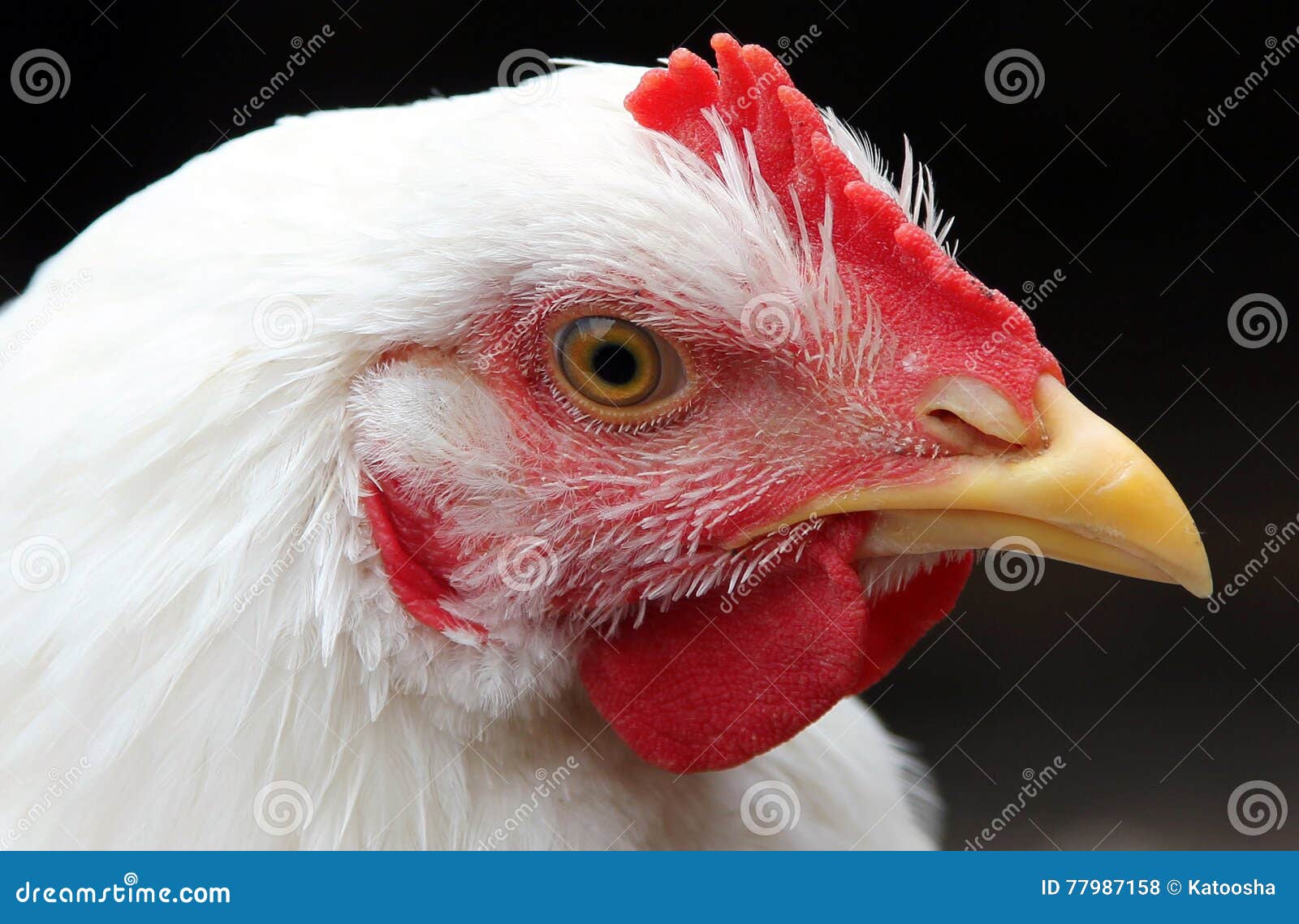 White chicken stock photo. Image of angry, neck, bird - 77987158