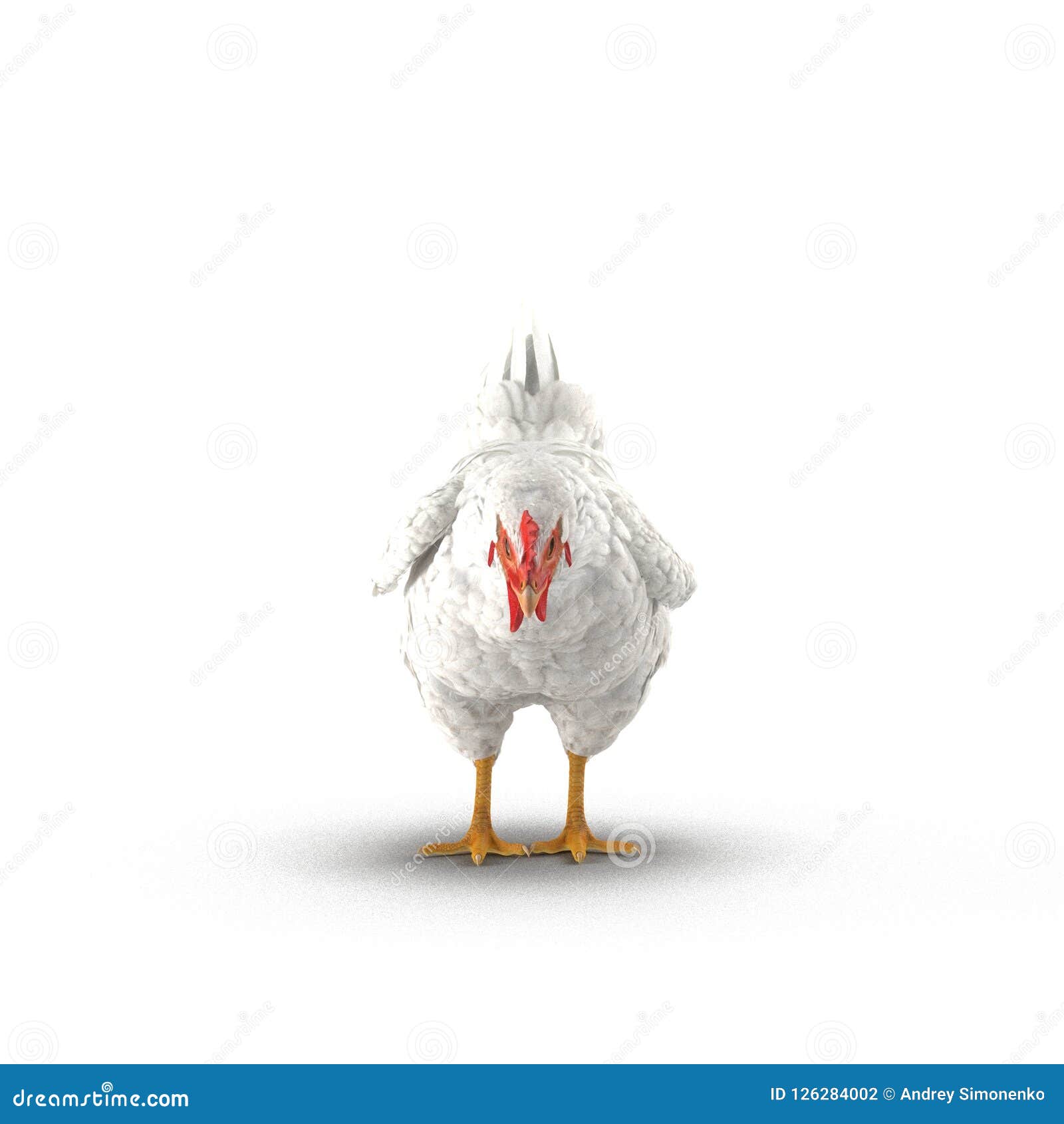 Chicken Front View Vector Animal Illustration. Rooster Farm Cartoon ...