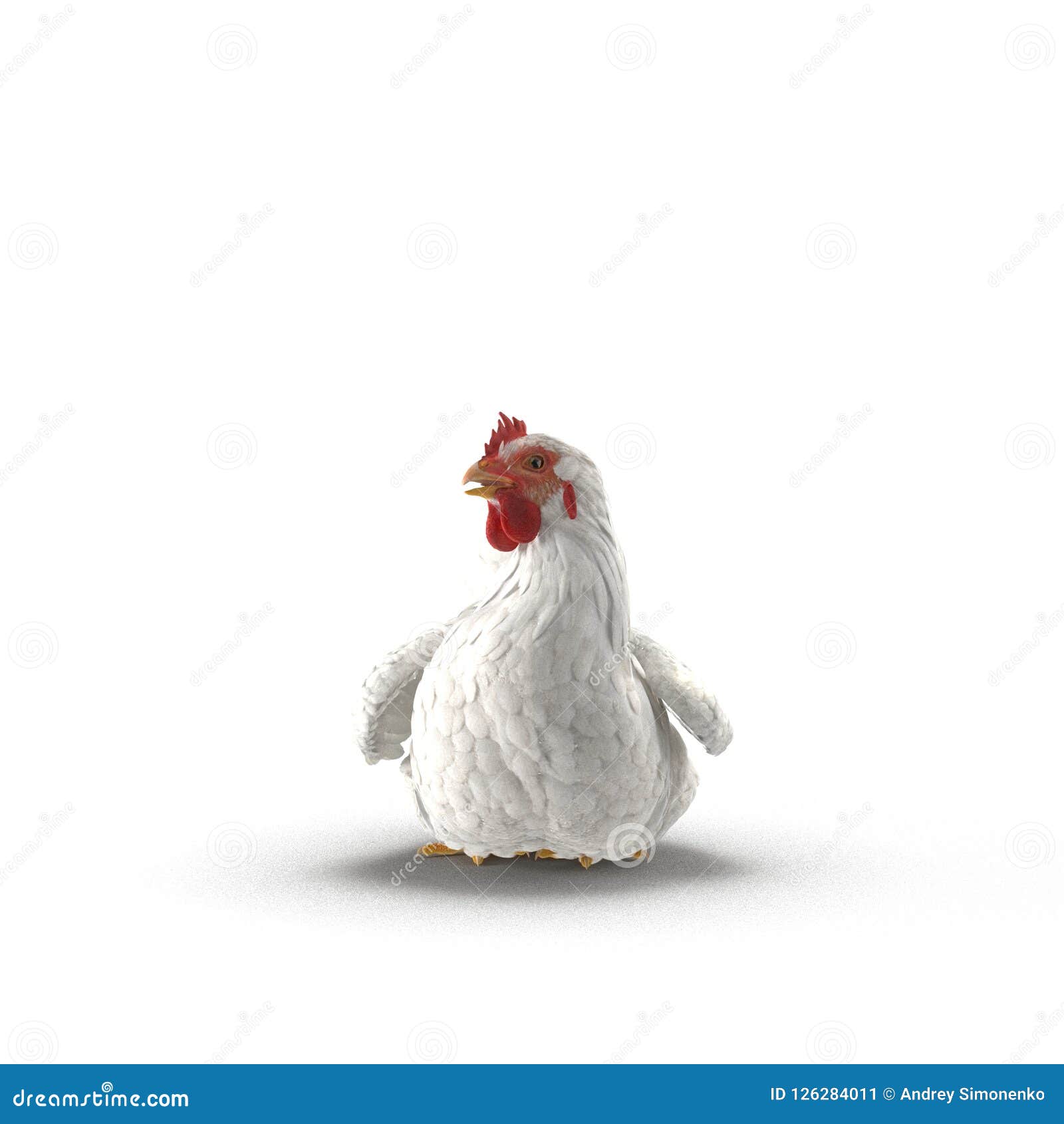 Chicken Front View Vector Animal Illustration. Rooster Farm Cartoon ...