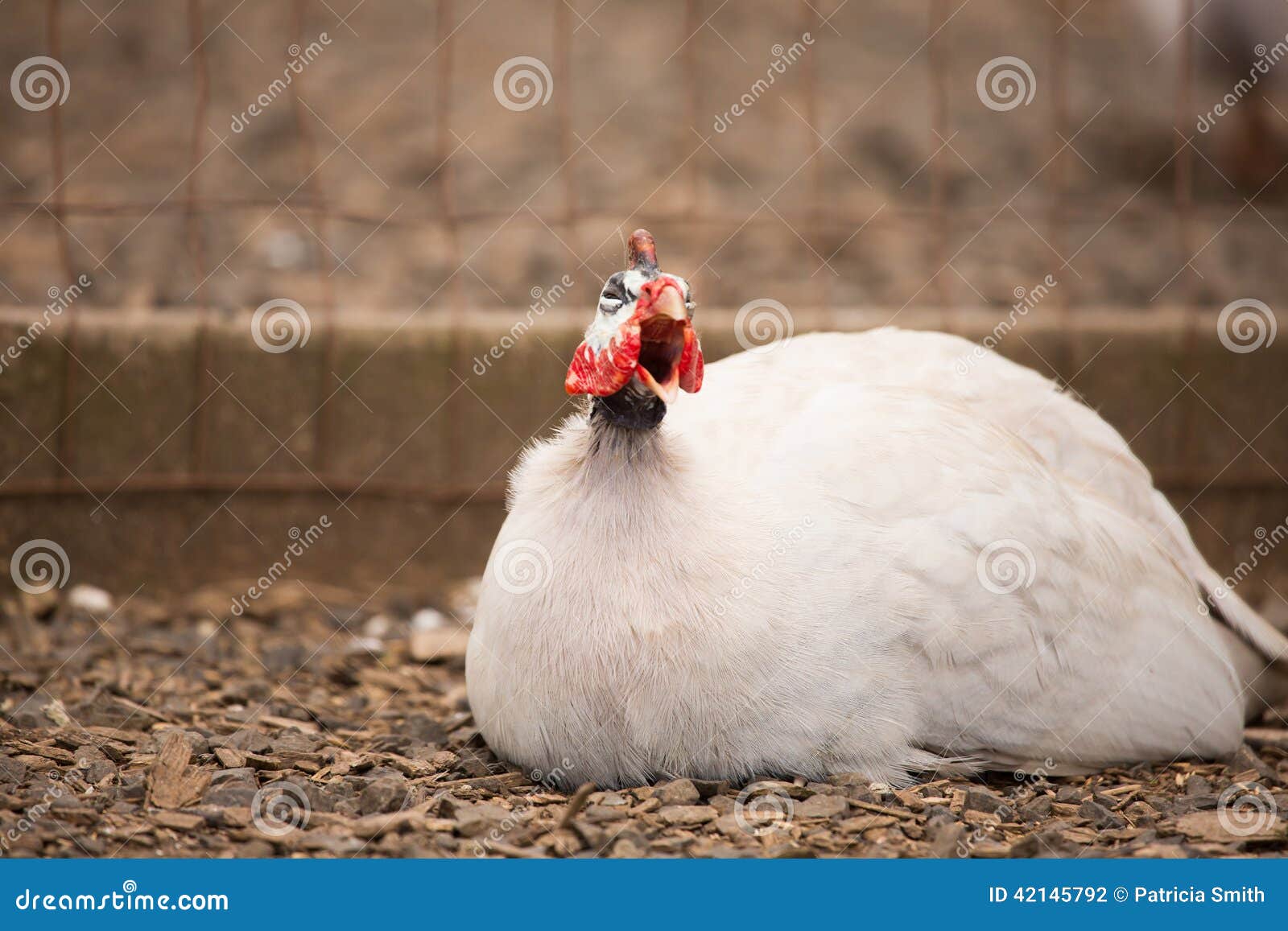 White chicken hen stock photo. Image of white, cage, pets - 42145792
