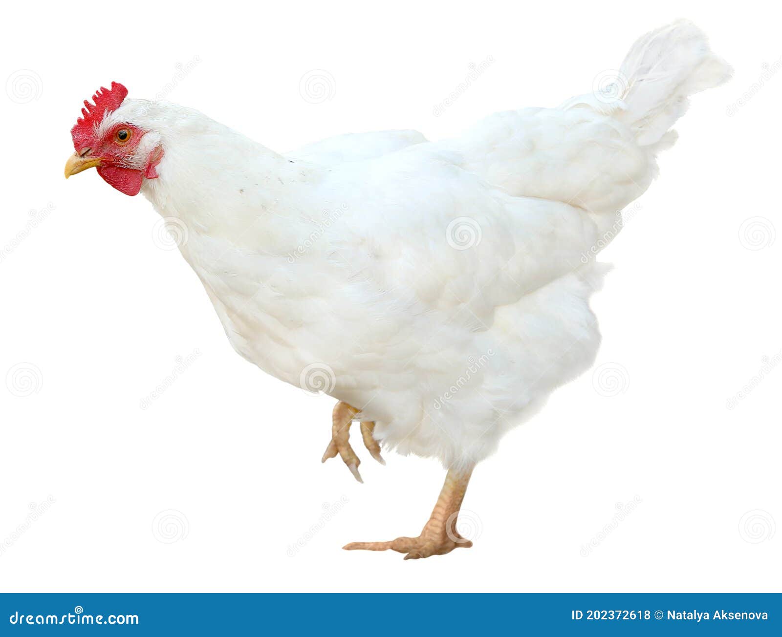 White Chicken Hen Poultry Isolated on White Background. Stock Photo ...