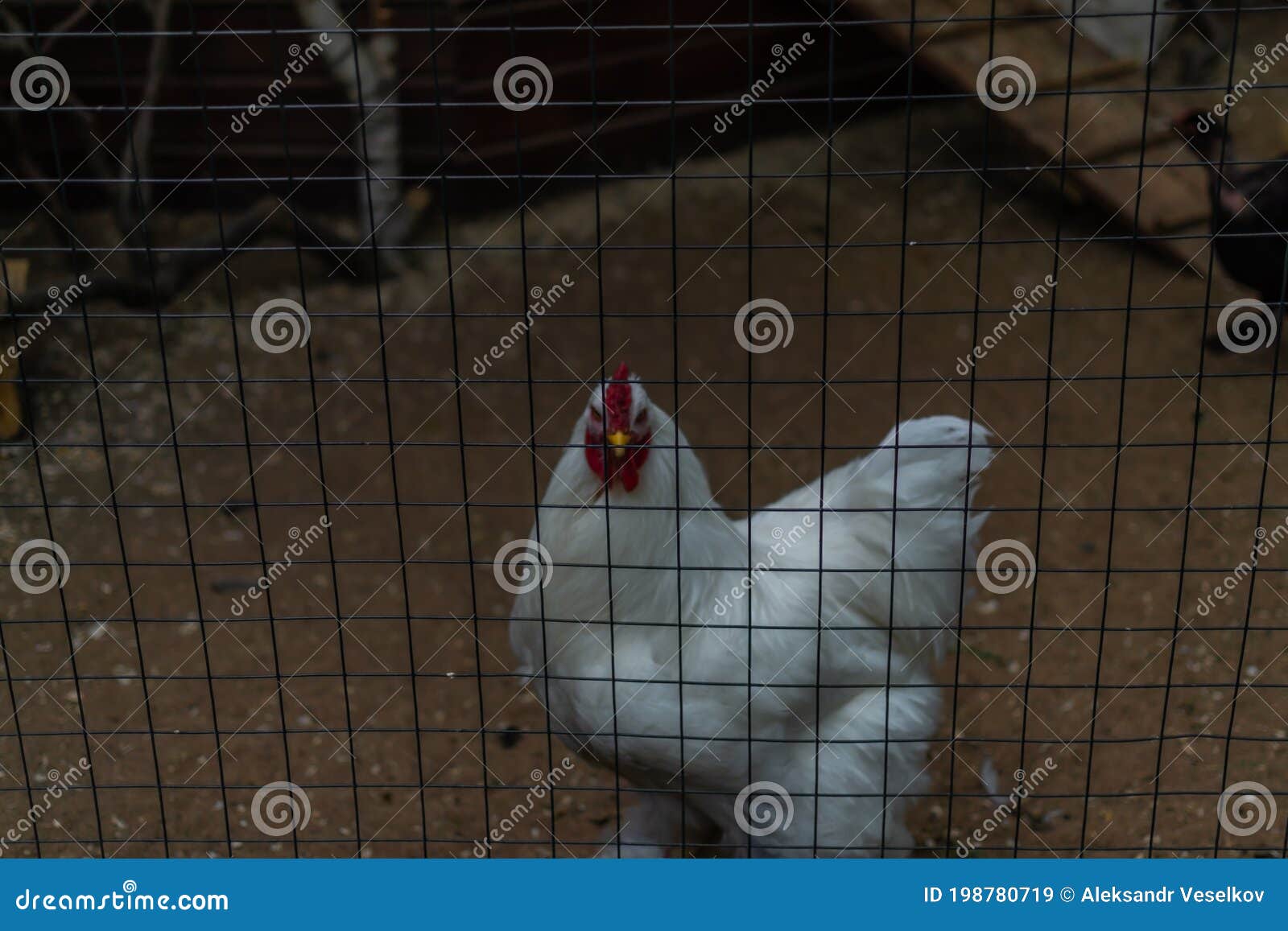 White Chicken Hen with Red Tuft in a Cage Behind a Net Cell Coop Stock ...