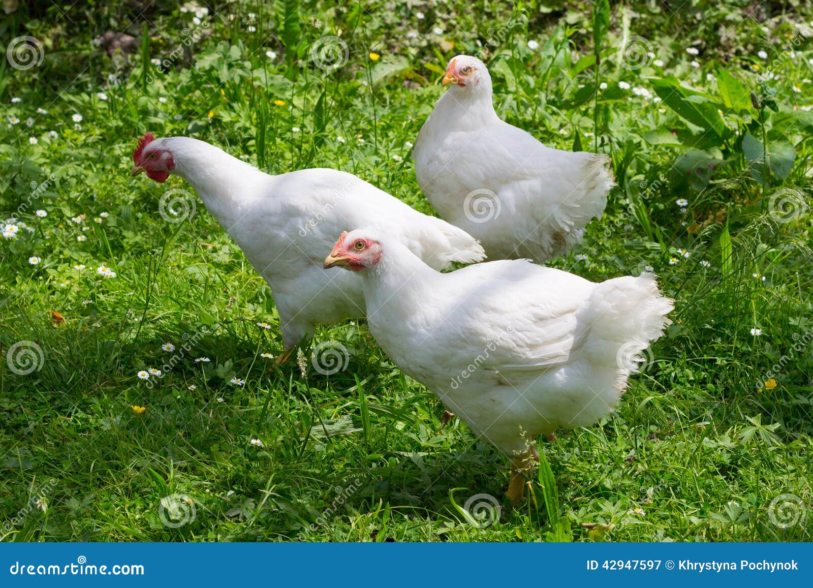 White chicken hens at farm stock image. Image of close - 42947597
