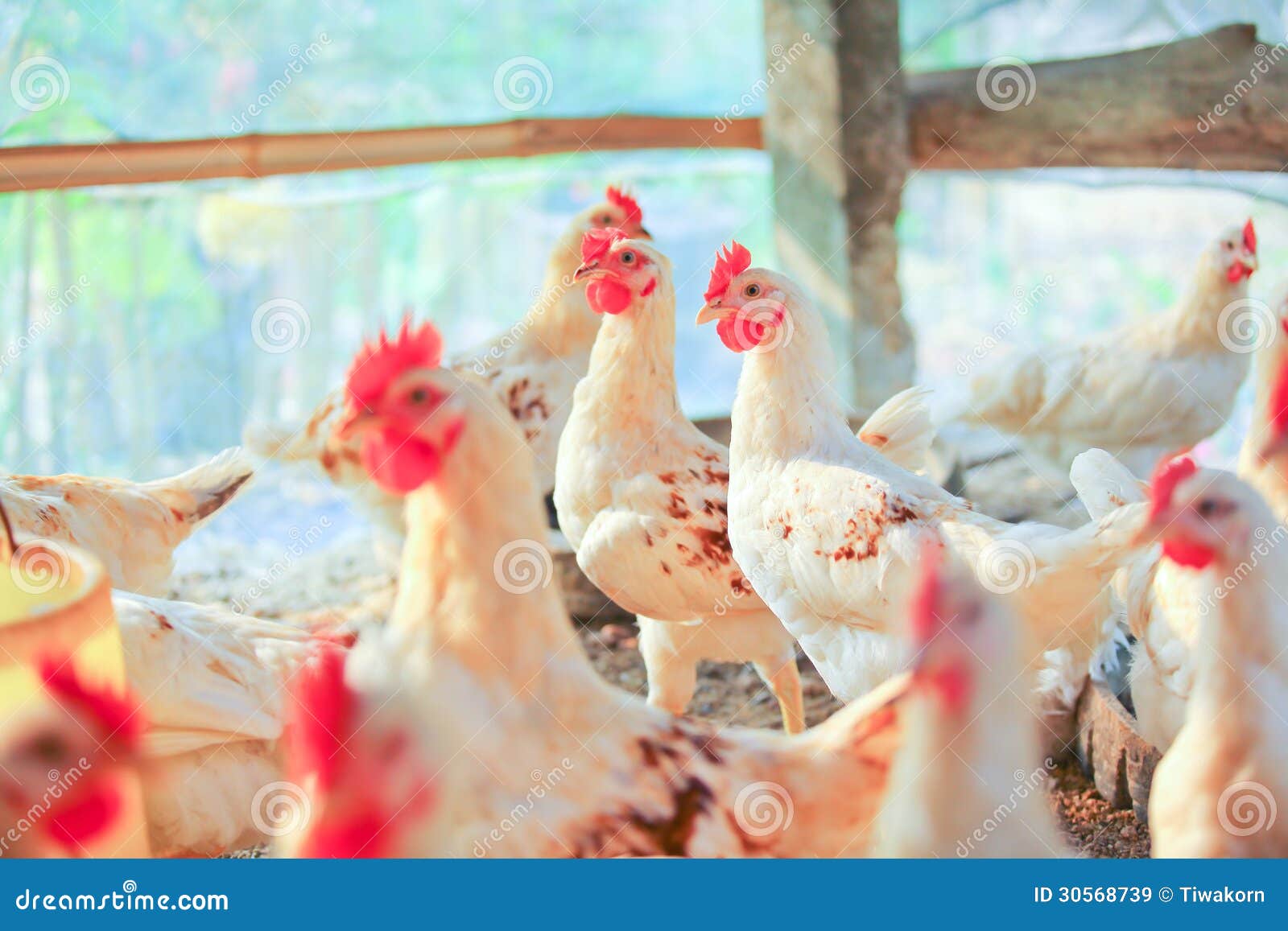 White Chicken stock image. Image of bird, layer, domestic - 30568739