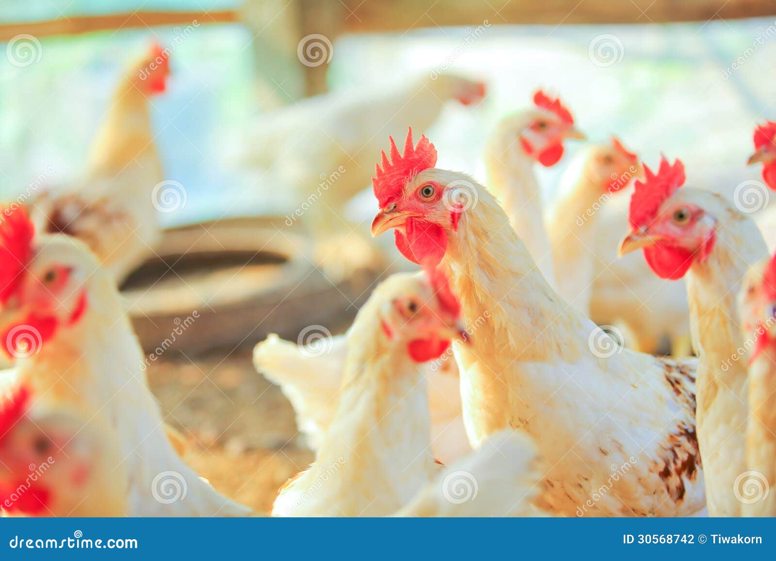 White Chicken stock photo. Image of alive, henhouse, layer - 30568742