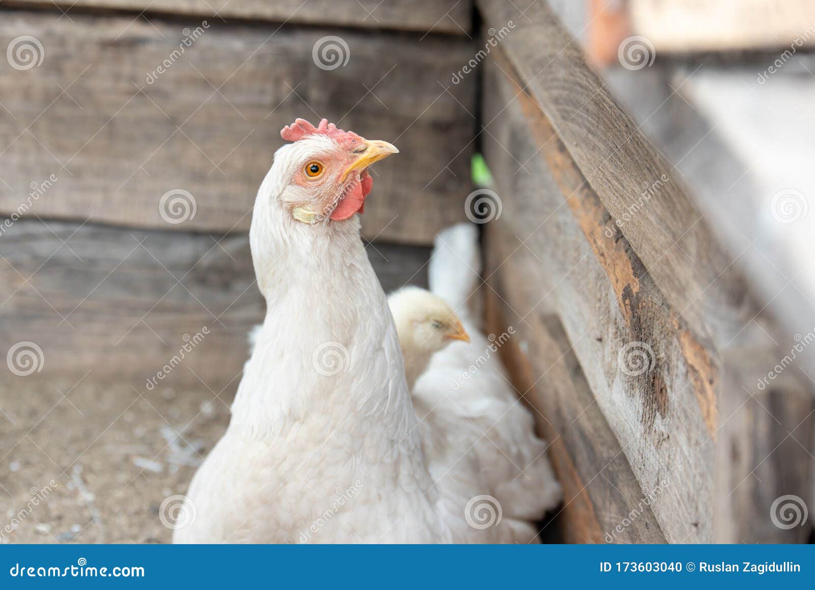 White chicken and her baby stock photo. Image of offspring - 173603040