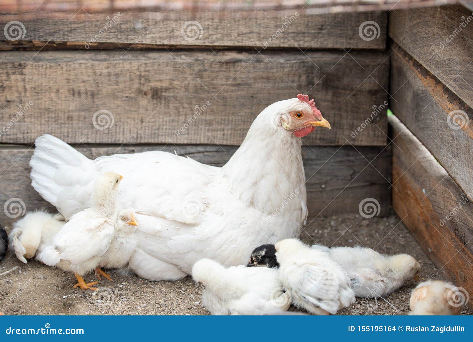 White Chicken and Little Chickens Stock Photo - Image of healthy, kids ...