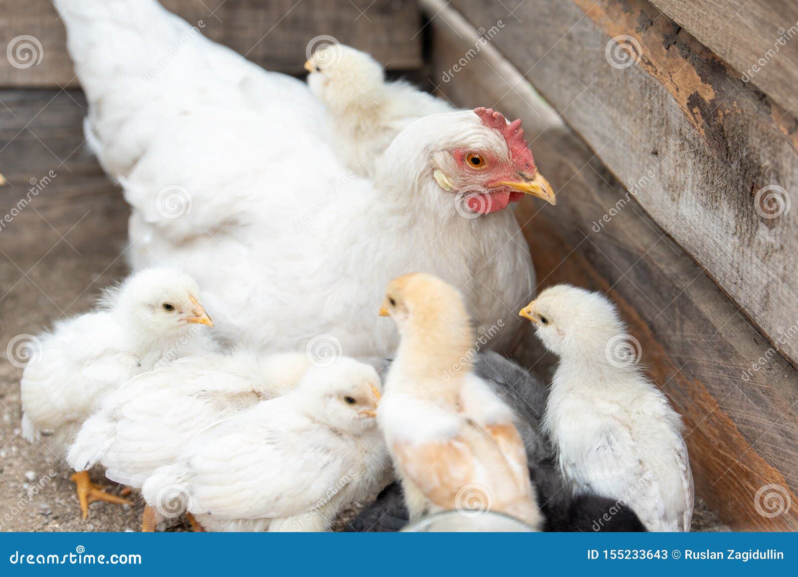 White Chicken and Little Chickens Stock Image - Image of mother ...