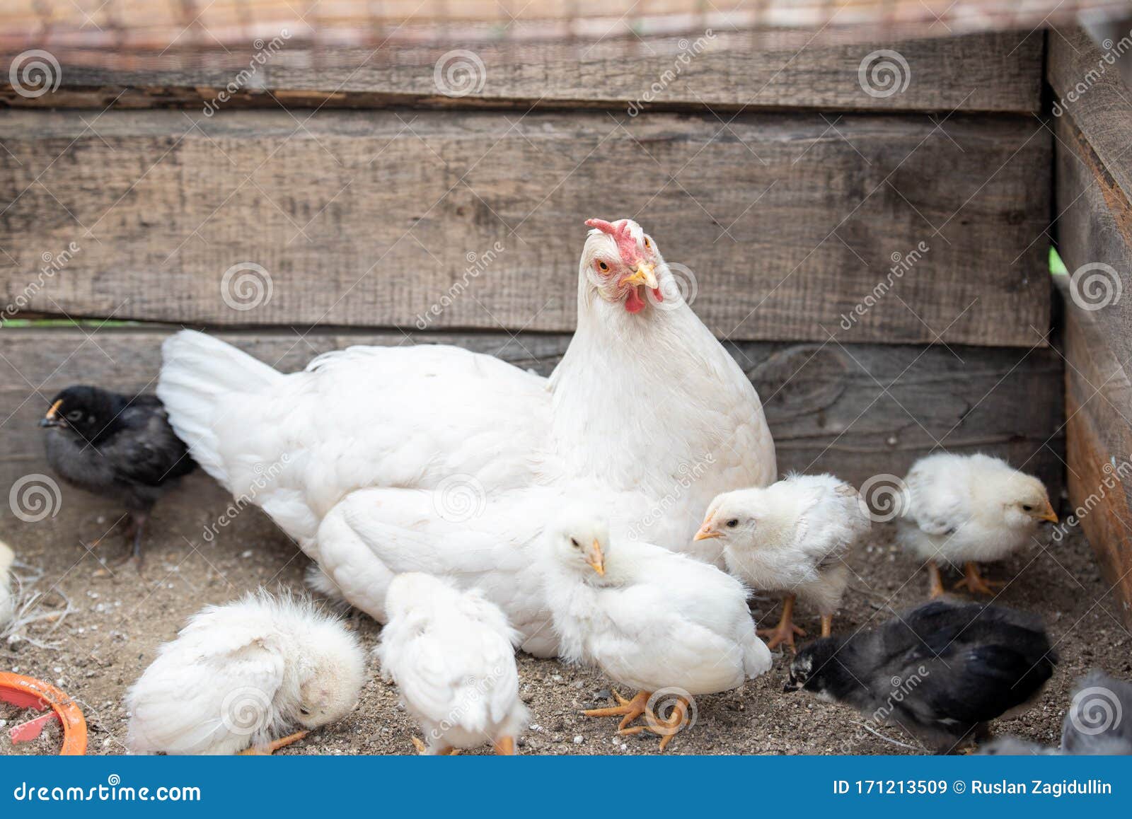 White Chicken and Little Chickens Stock Image - Image of bird, love ...