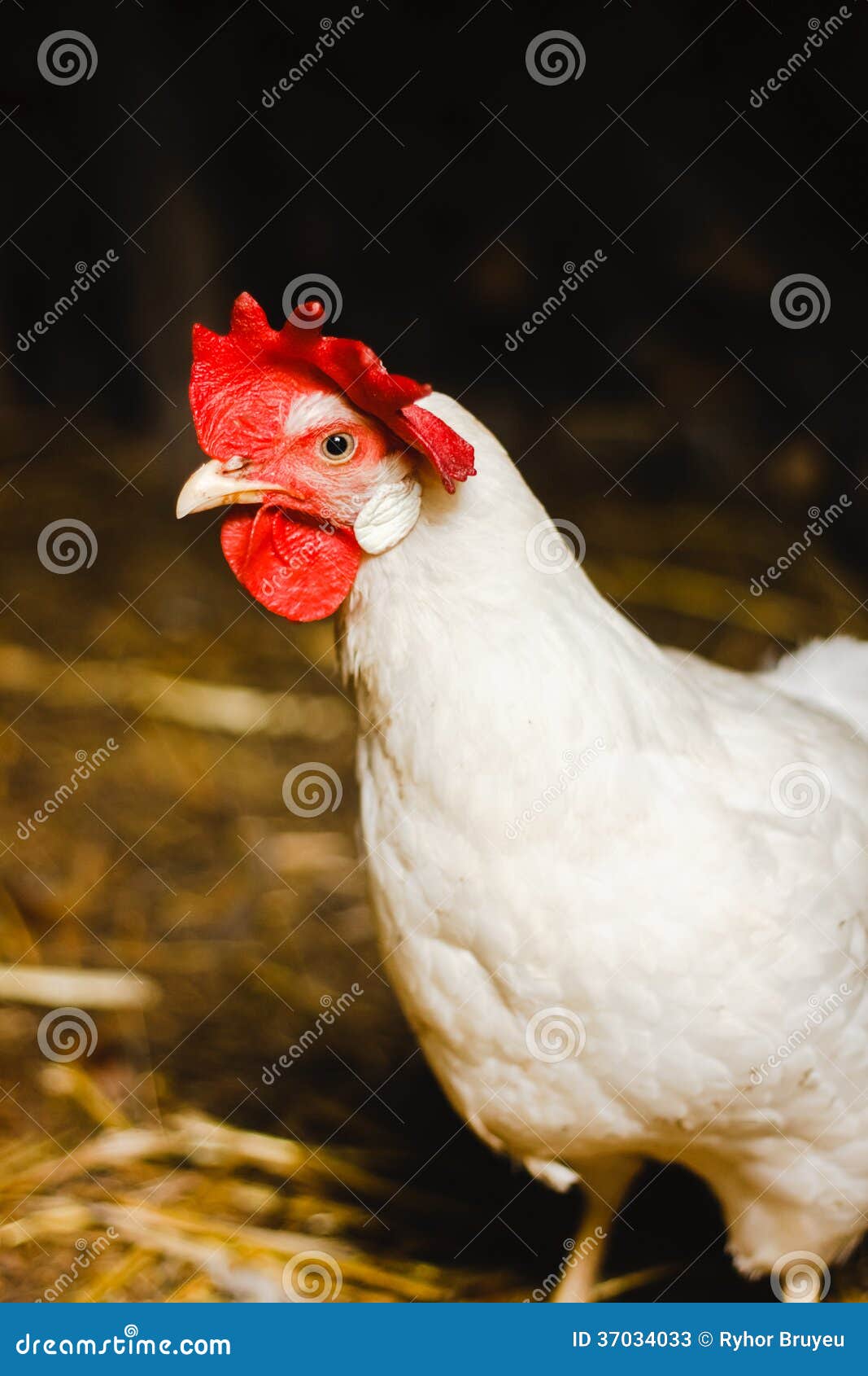 White Chicken Looking Out of the Barn Stock Image - Image of poultry ...