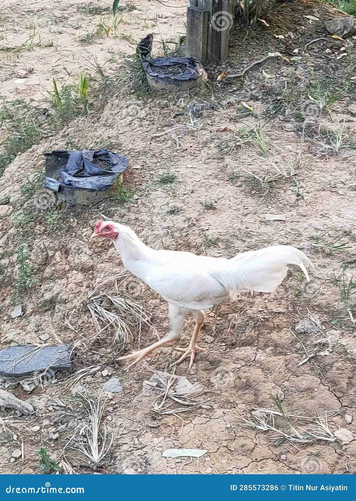 White chicken meme funny stock photo. Image of emotions - 285573286