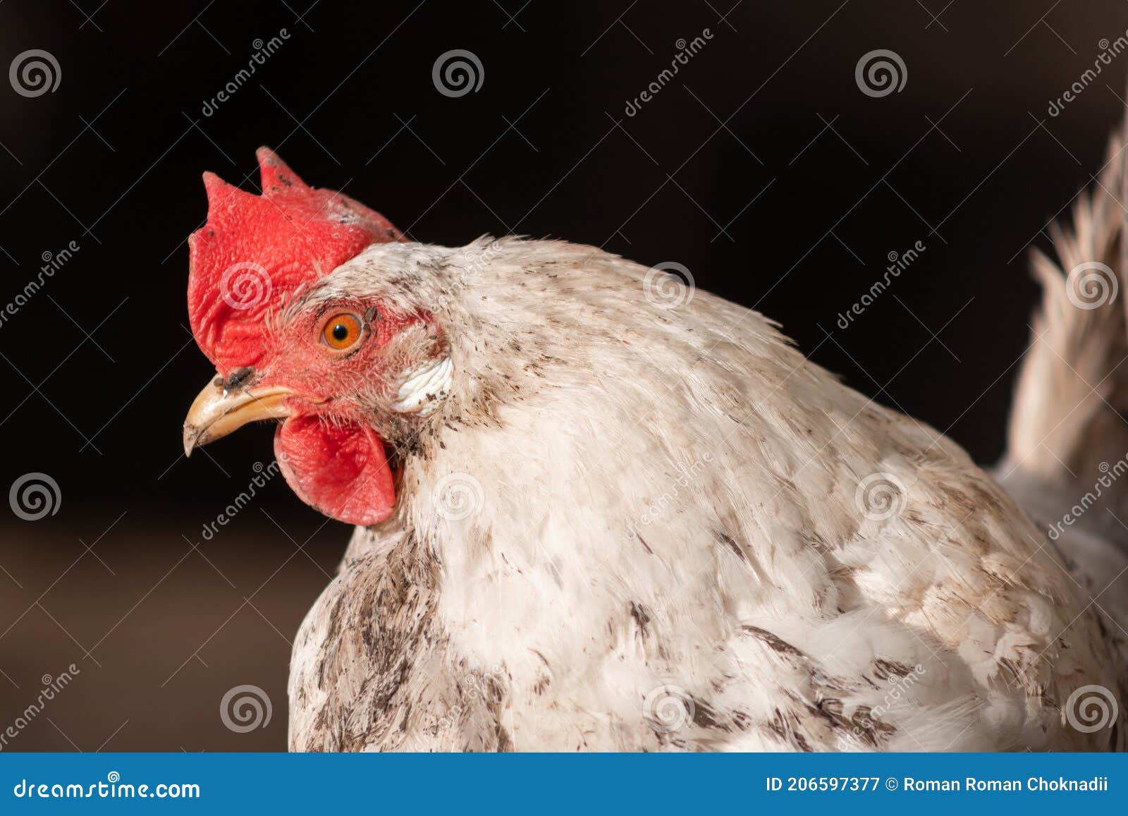 White Chicken with Red Crest and Tuft Stock Image - Image of cute ...